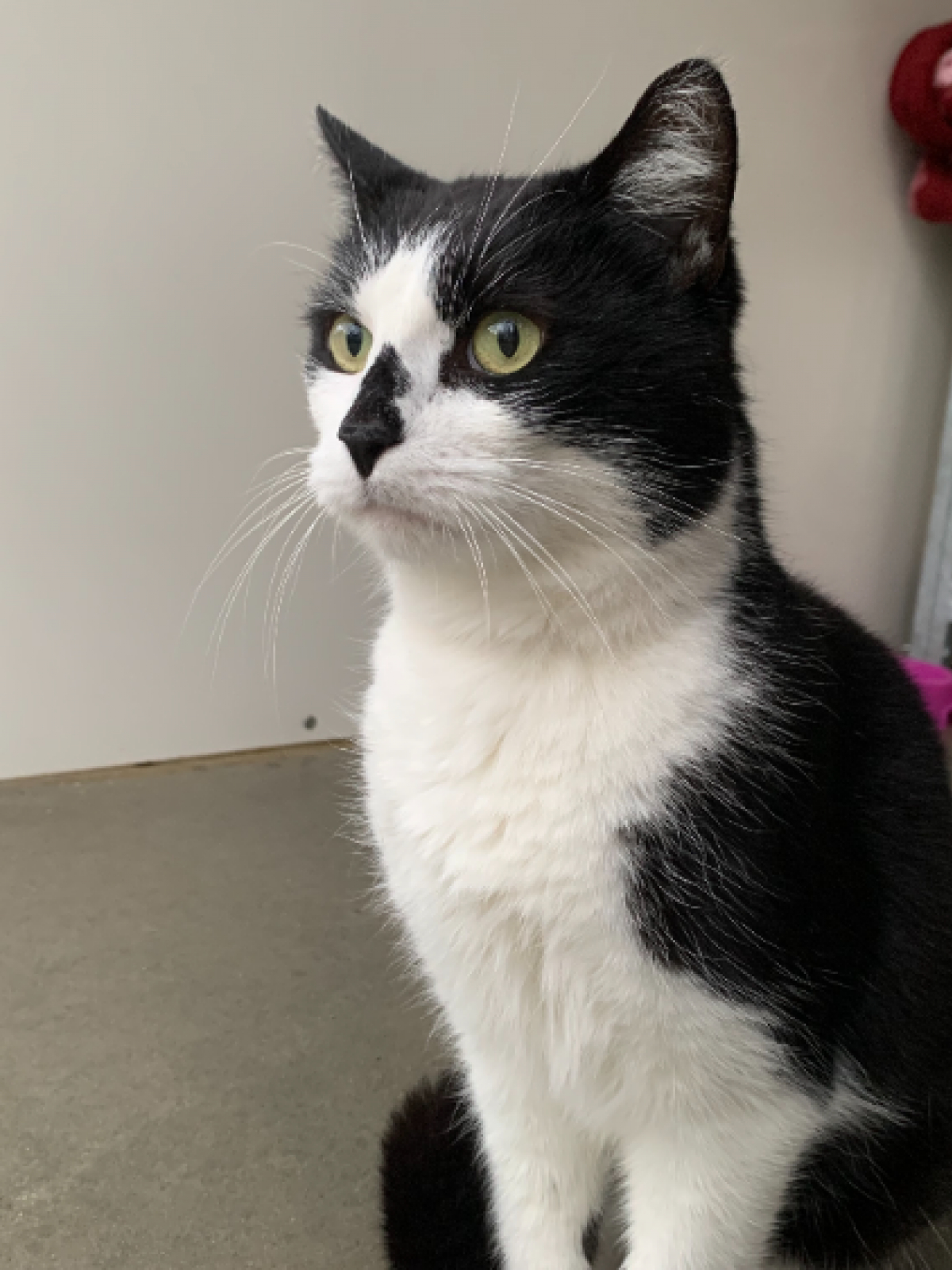 Felix - Européen à adopter à Marennes (69) - Animaux.fr