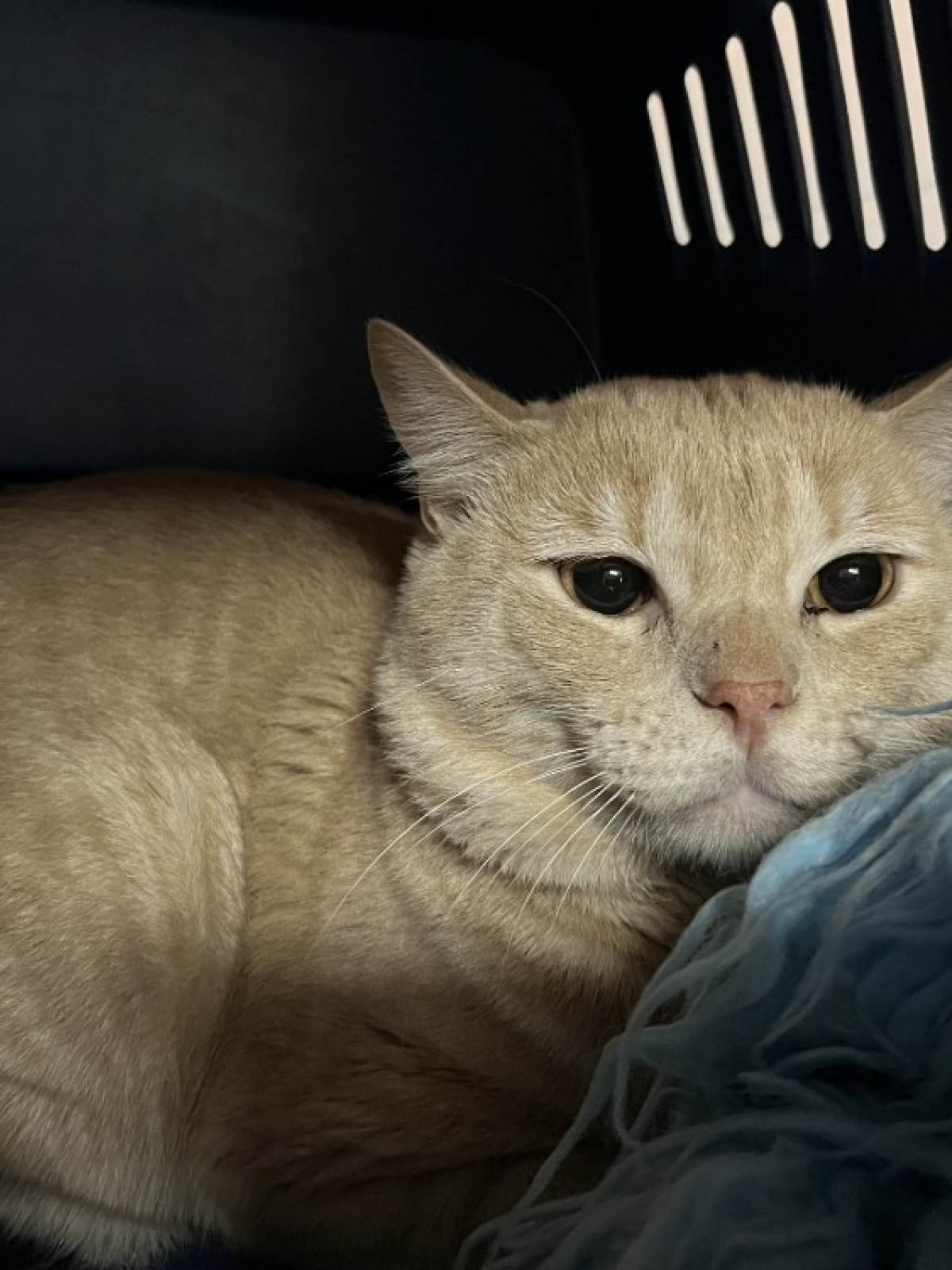 Simba - Européen à adopter à Perpignan (66) - Animaux.fr