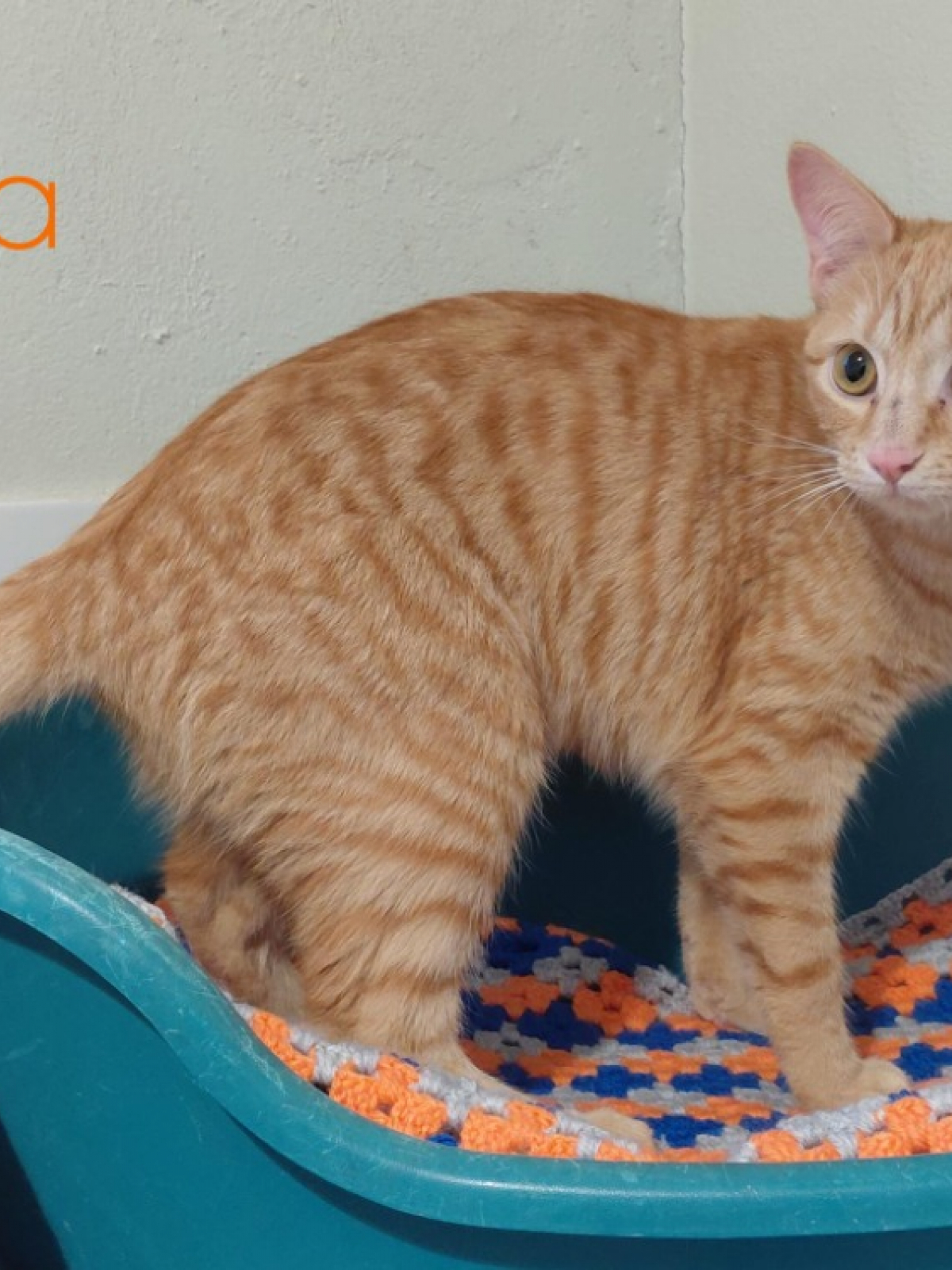 Louna - Européen à adopter à Poulainville (80) - Animaux.fr