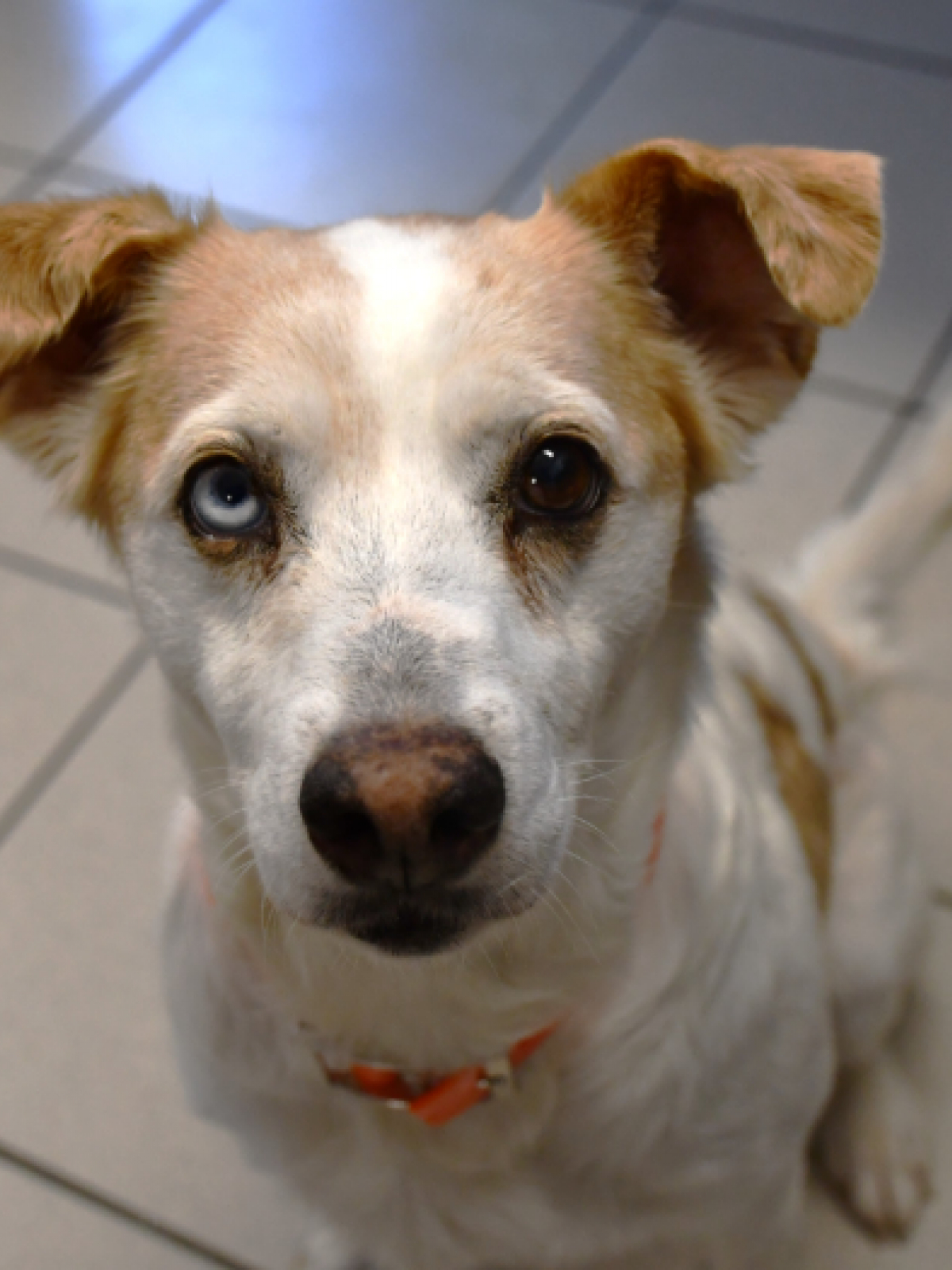 Blue - Chien à adopter à Perpignan (66) - Animaux.fr