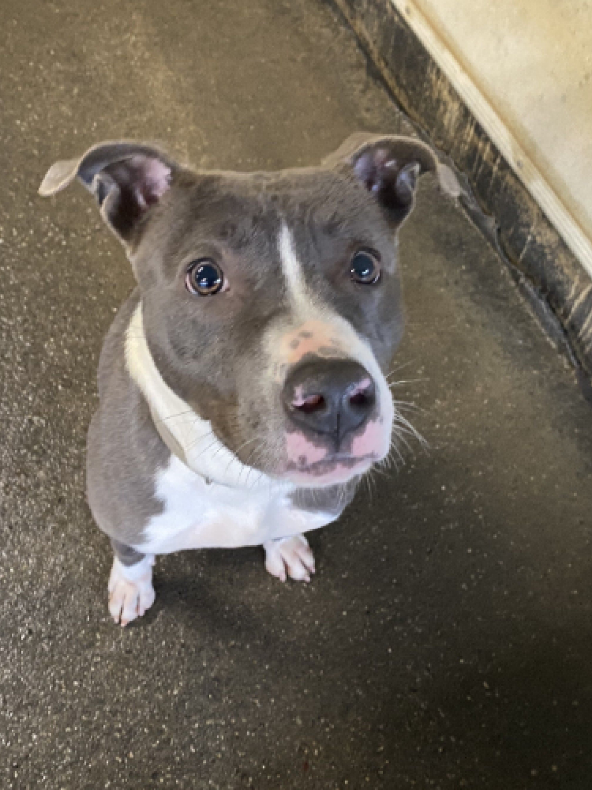 Ferri - Chien à adopter à Rennes (35) - Animaux.fr
