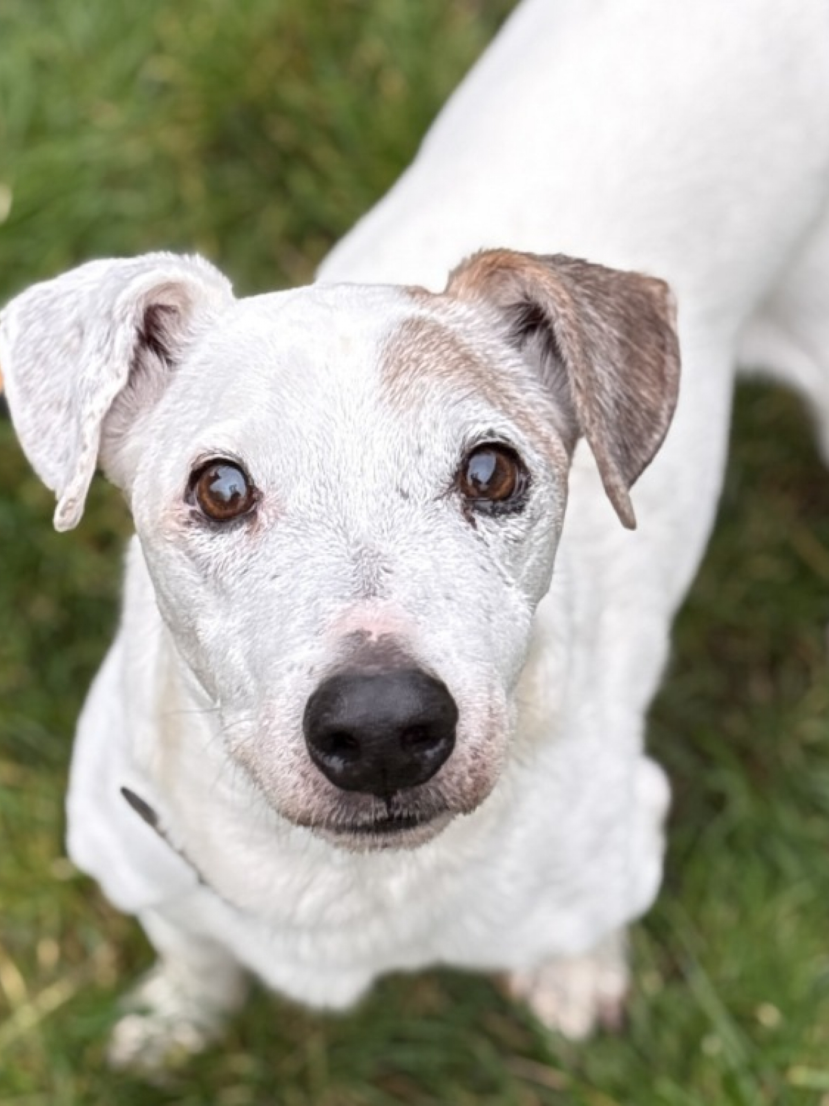 Filibert - Chien à adopter à Gennevilliers (92) - Animaux.fr