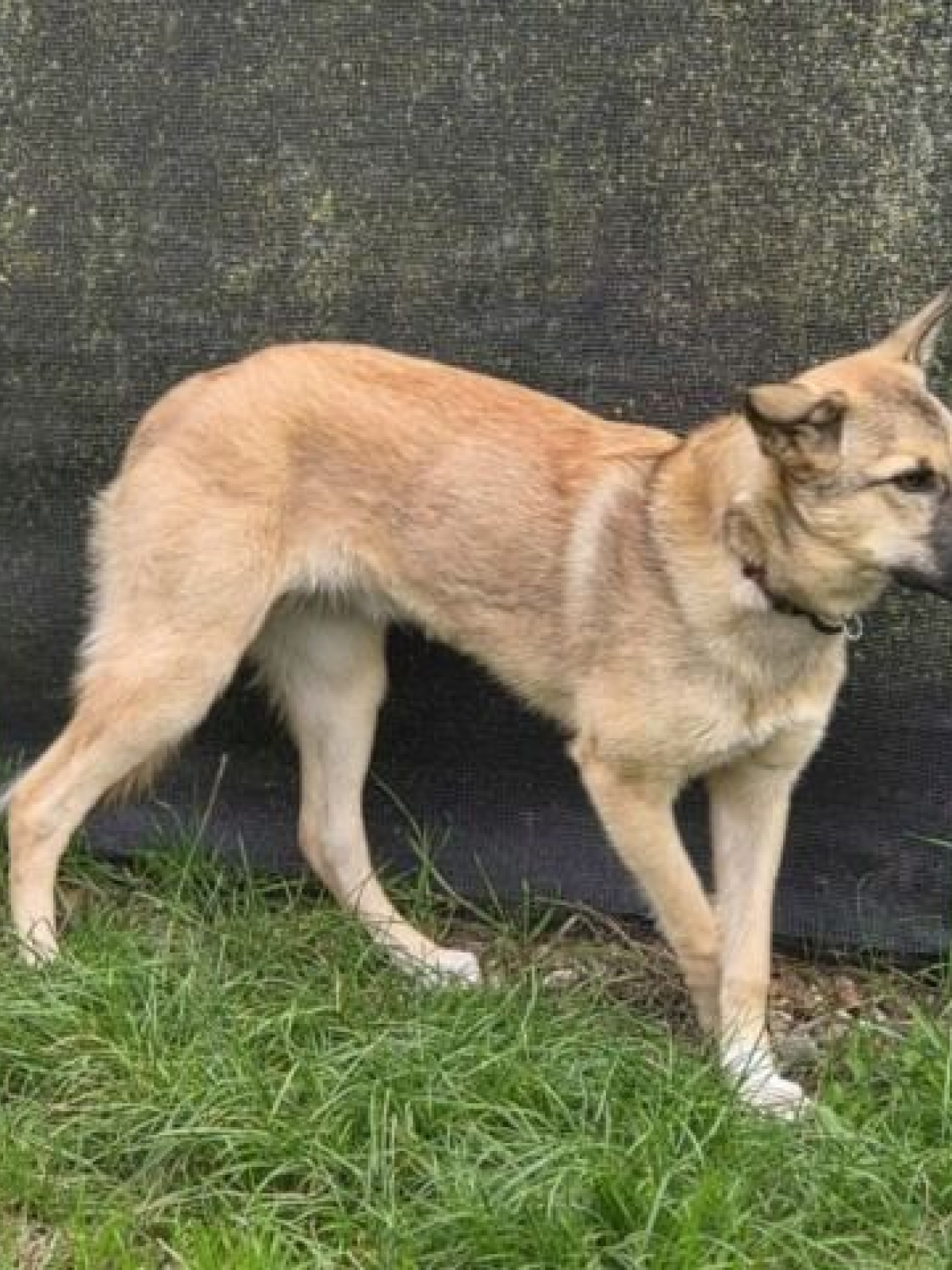 Ninia - Chien à adopter à Saussay (28) - Animaux.fr