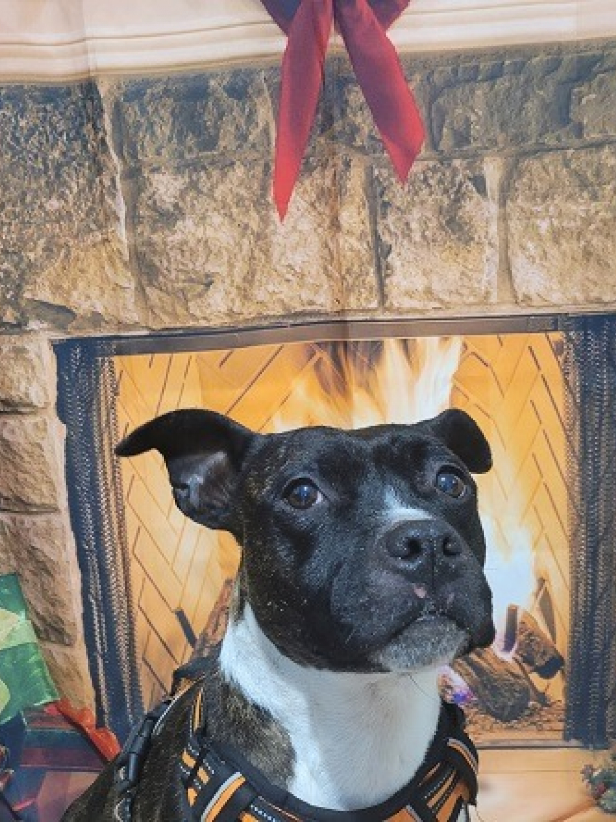 Oria - Chien à adopter à Bouguenais (44) - Animaux.fr
