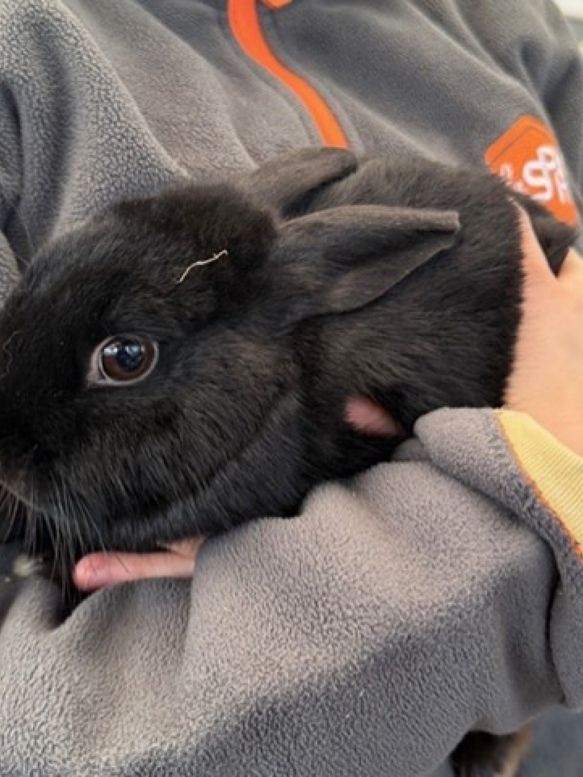 Crokmou - Lapin à adopter à Poulainville (80) - Animaux.fr