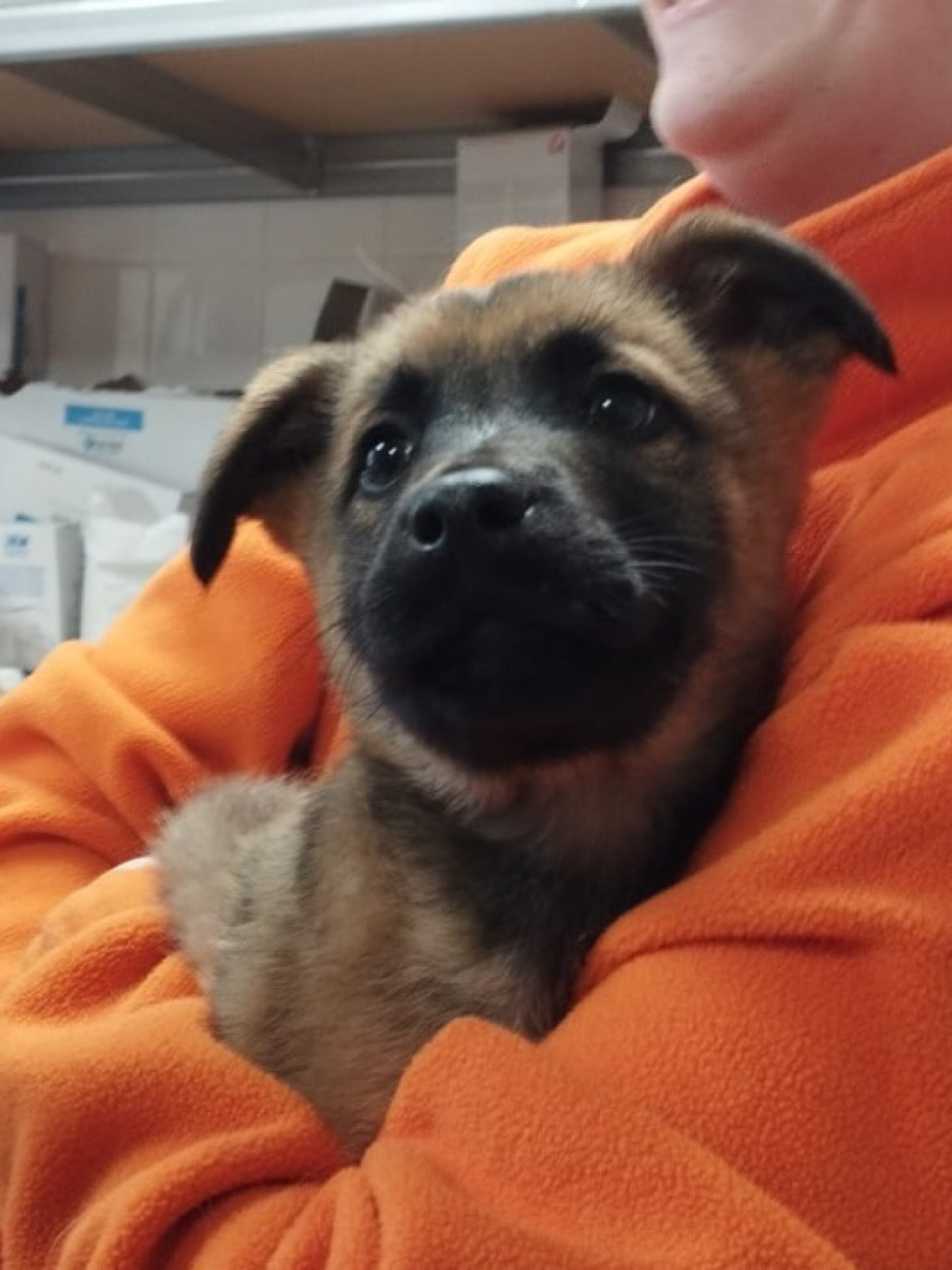 Dyle - Berger Belge Malinois à adopter à Rennes (35) - Animaux.fr