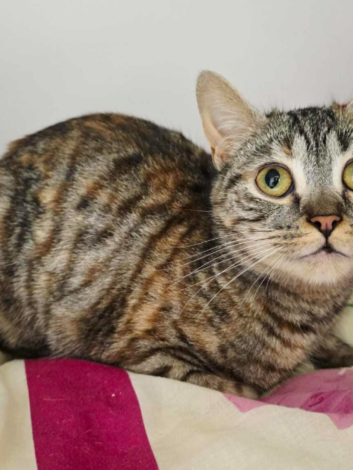 Adele - Européen à adopter à Brugheas (03) - Animaux.fr