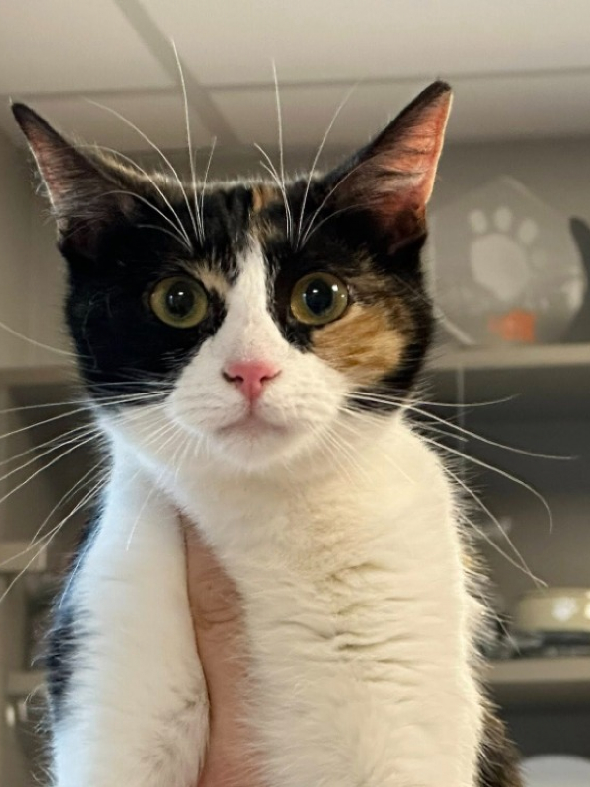 Kiri - Européen à adopter à Saint-Omer (62) - Animaux.fr