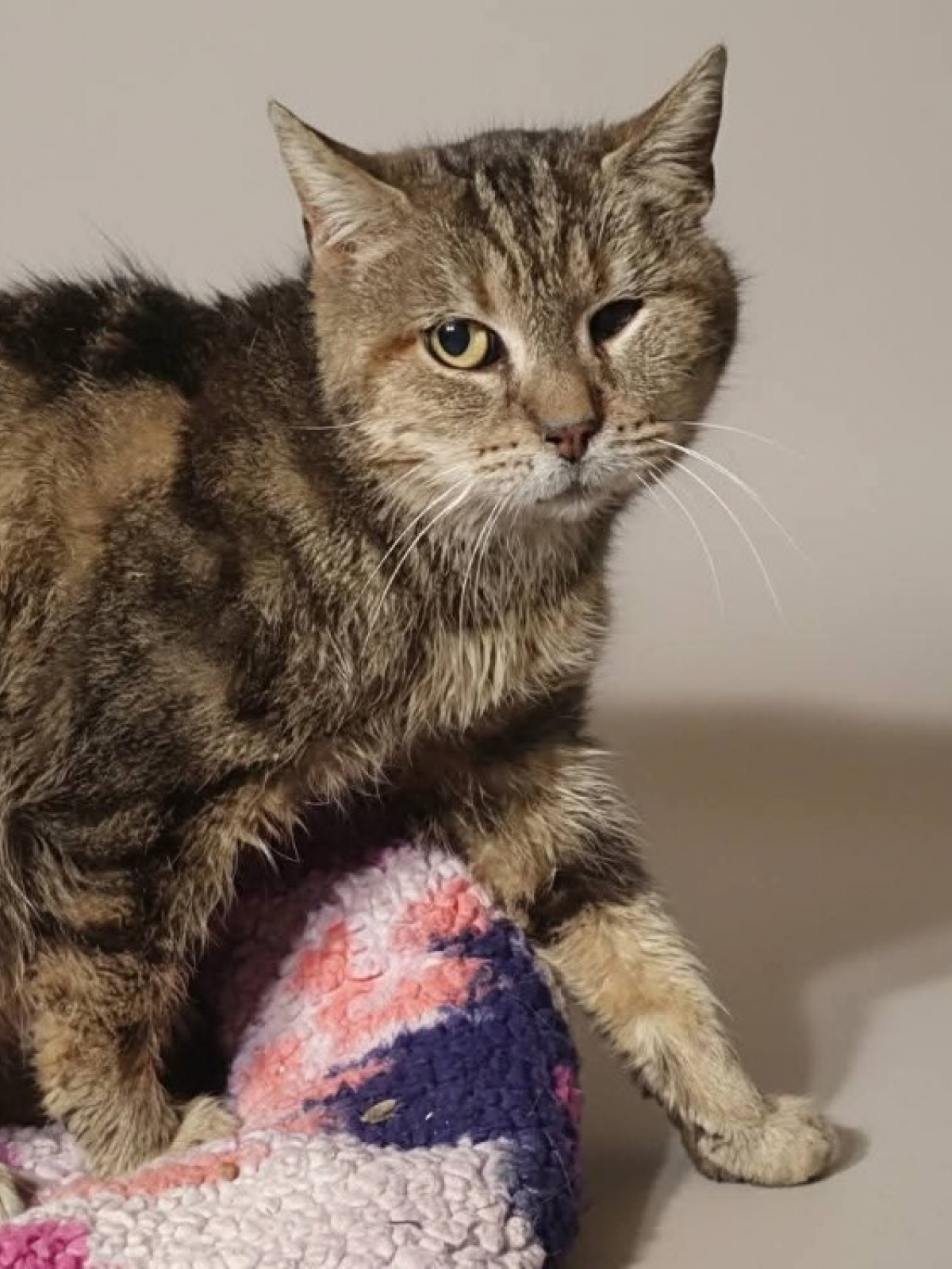Ida - Européen à adopter à Chamarande (91) - Animaux.fr