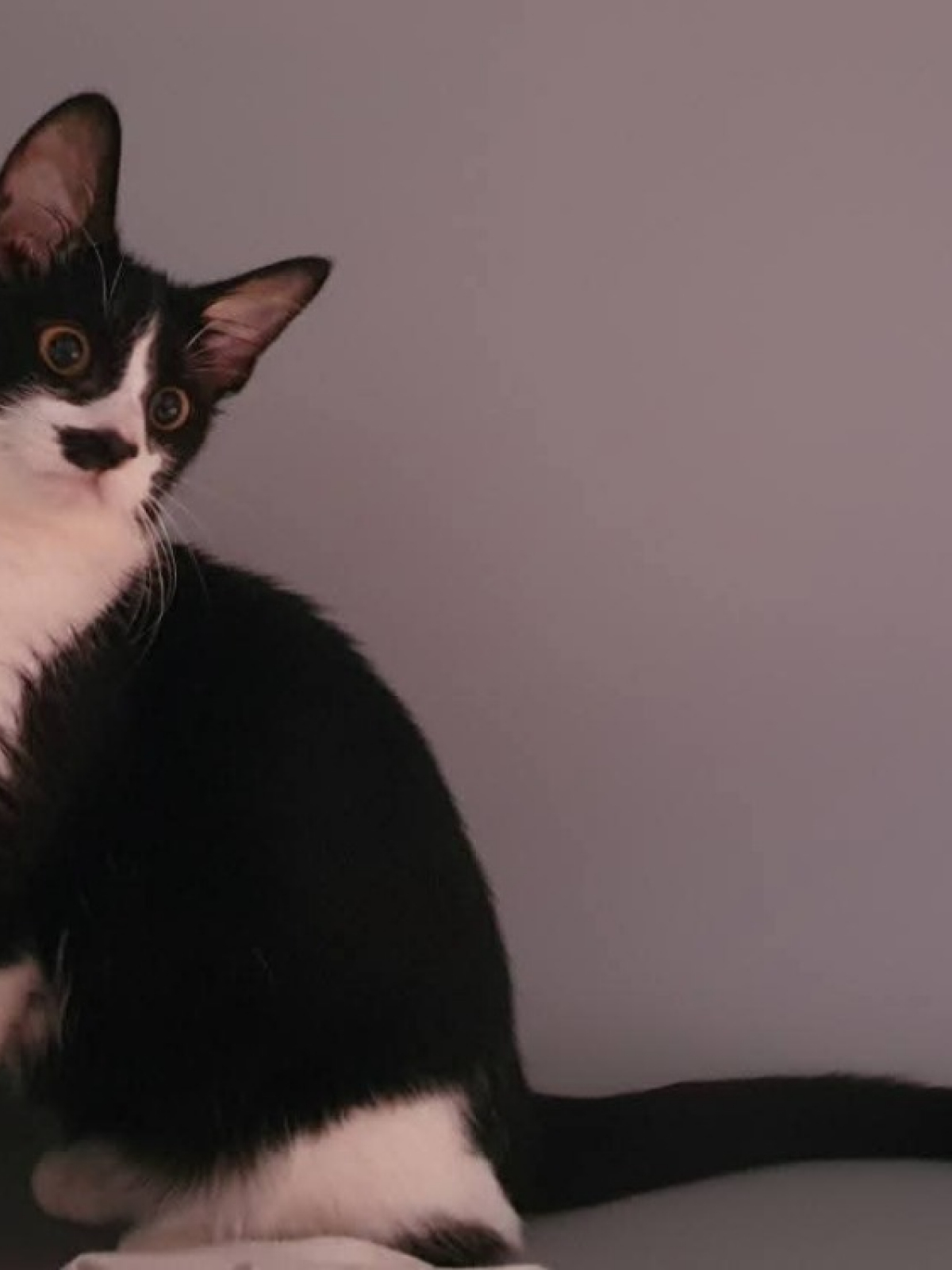 Ficus - Européen à adopter à Chamarande (91) - Animaux.fr