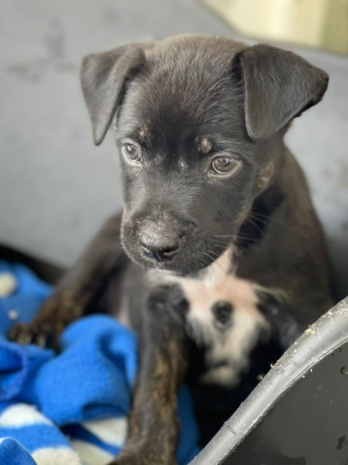 Billy - Chien à adopter à Les Abymes (97) - Animaux.fr