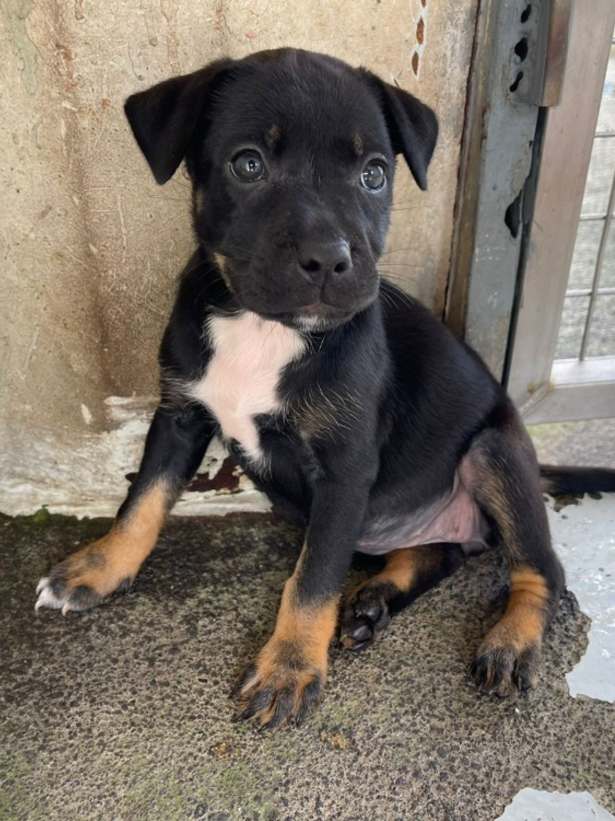 Becky - Chien à adopter à Les Abymes (97) - Animaux.fr