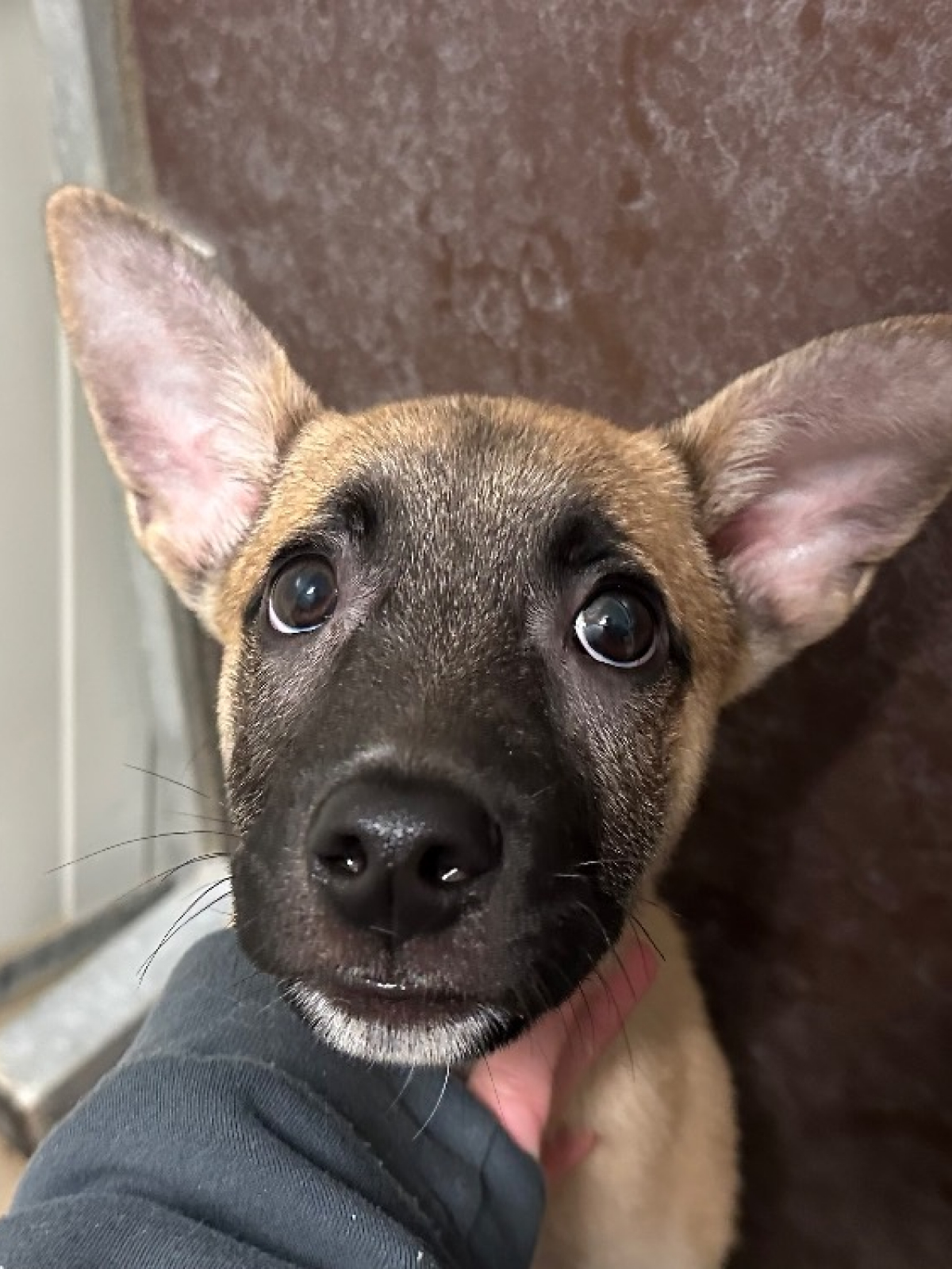 Scotty - Chien à adopter à Saint-Germain-du-Pinel (35) - Animaux.fr