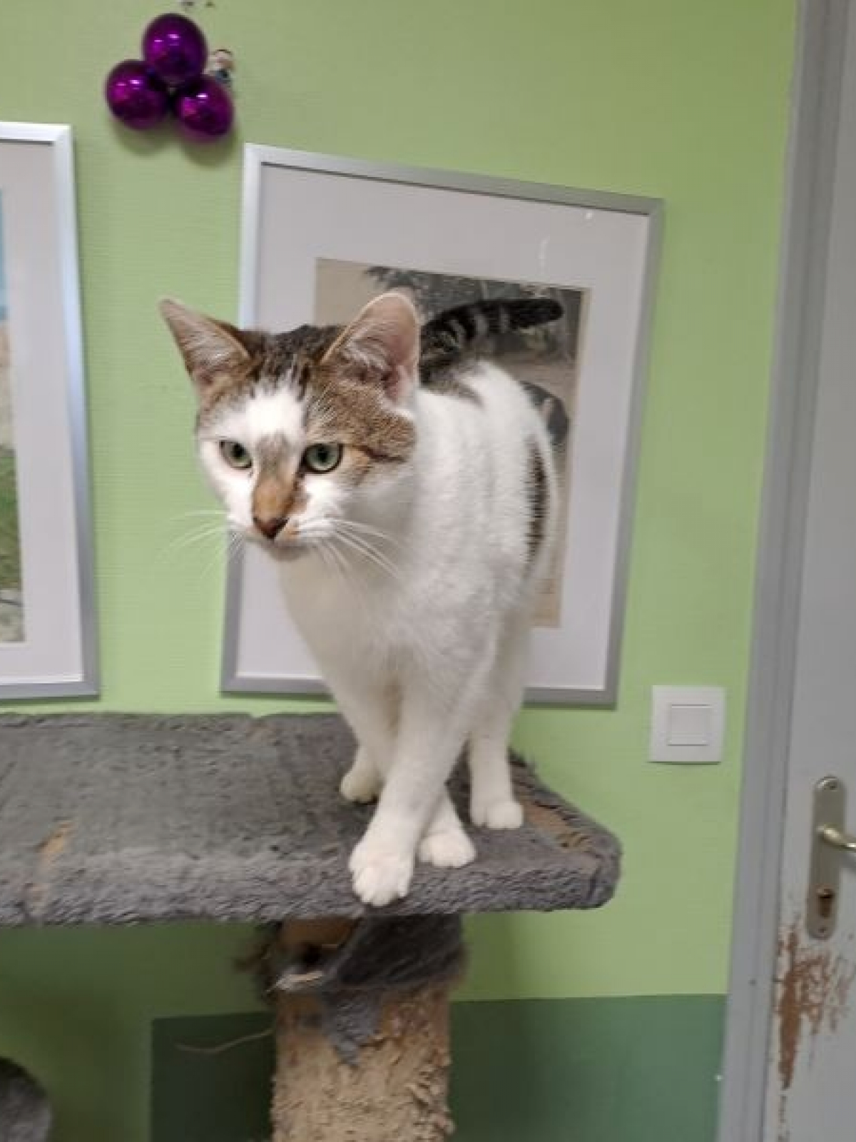 Gump réservé - Européen à adopter à Inzinzac-Lochrist (56) - Animaux.fr