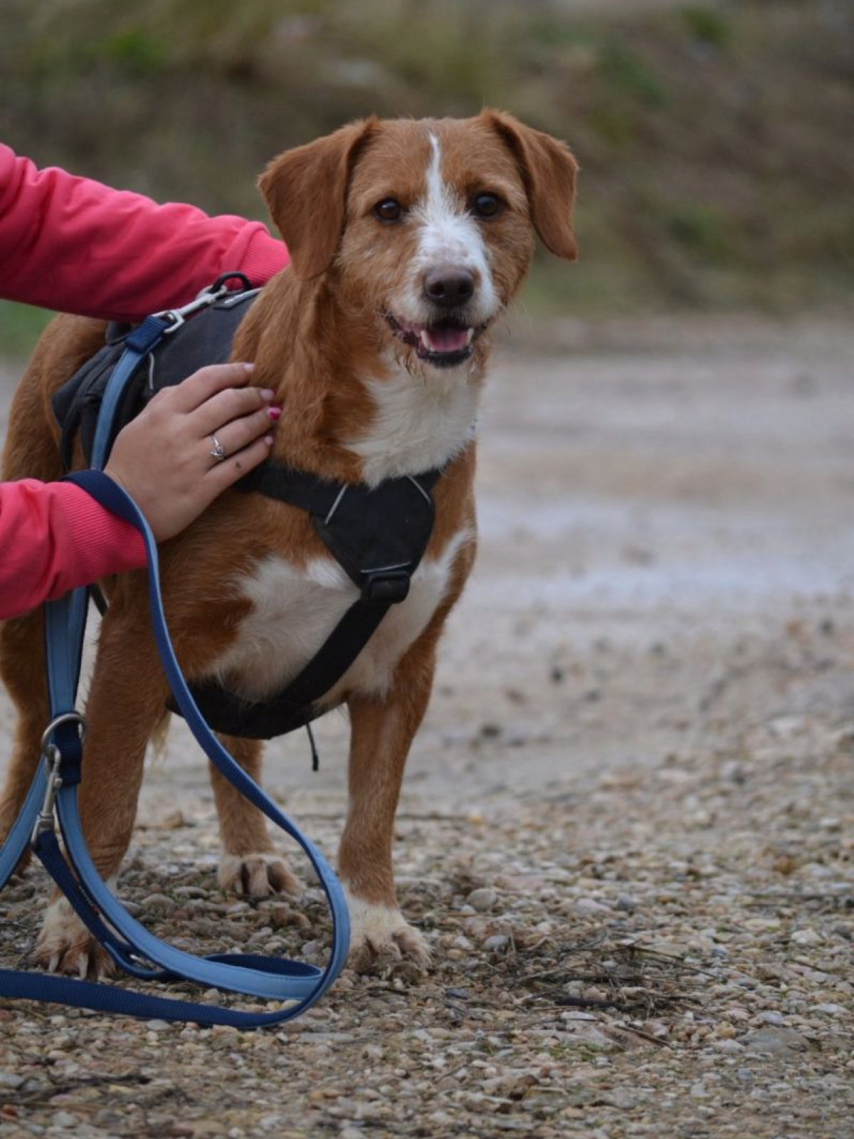 RAYA - Chien à adopter à Douville (24) - Animaux.fr