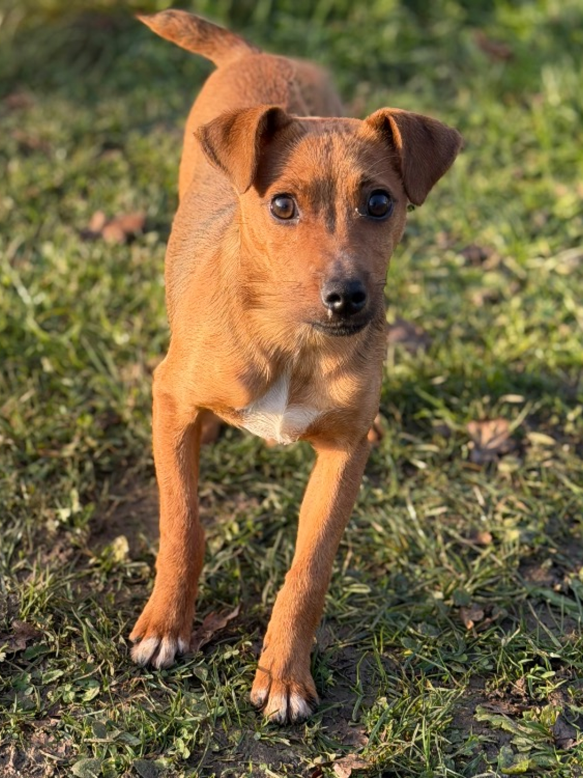 Ivy - Chien à adopter à Compiègne (60) - Animaux.fr