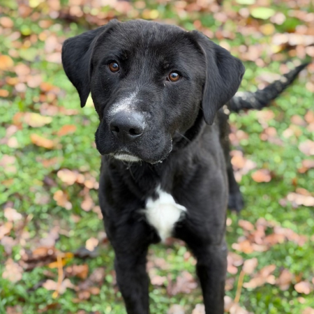 Shaba - Chien à adopter à Yvré-l’évêque (72) - Animaux.fr