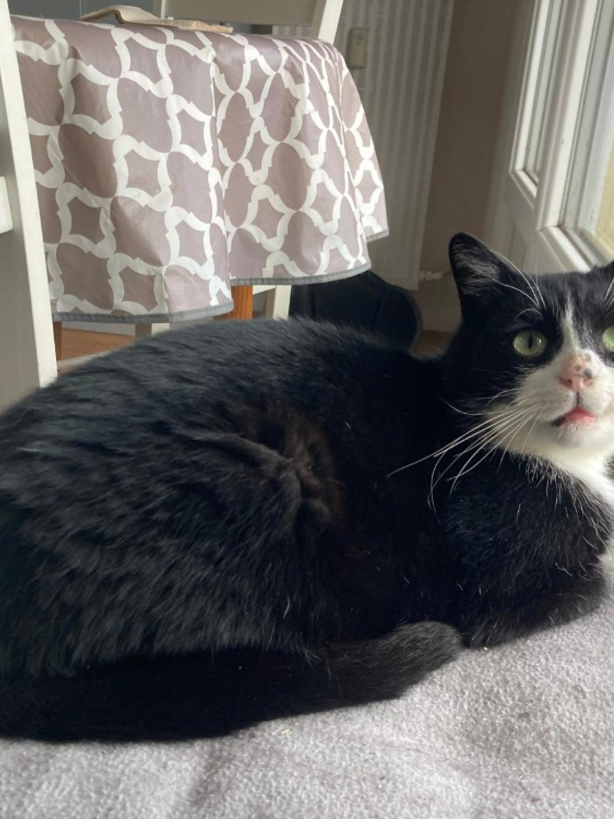 Augustin - Européen à adopter à Rennes (35) - Animaux.fr