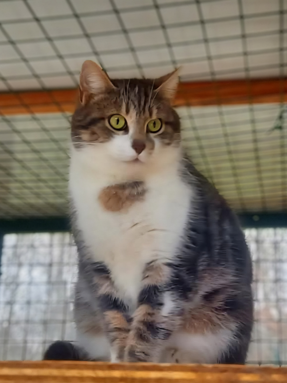 Tajma - Européen à adopter à Brugheas (03) - Animaux.fr