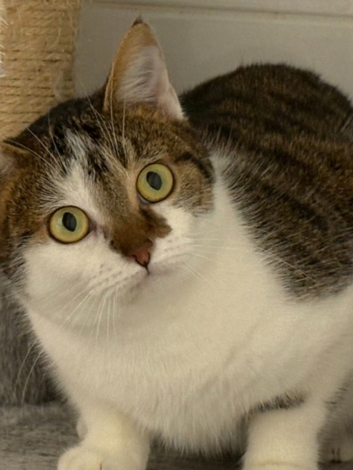 Vodka - Européen à adopter à Tilloy-lès-Mofflaines (62) - Animaux.fr