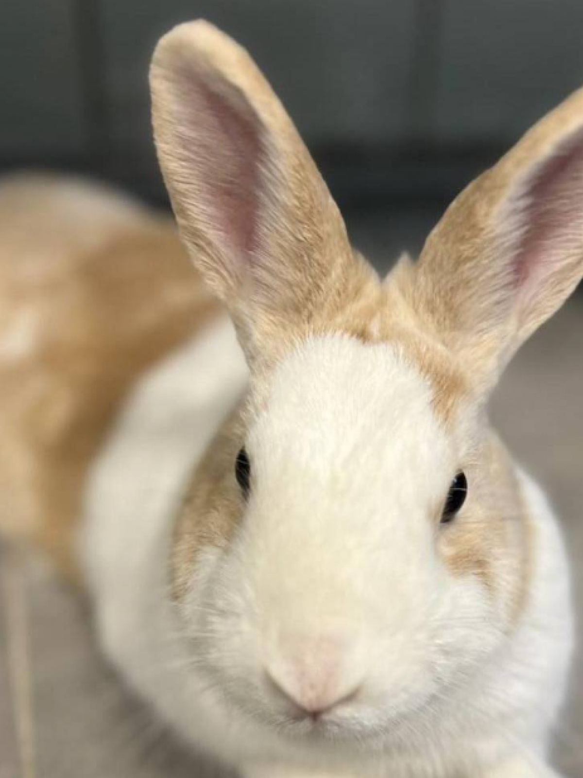 Cleo - Lapin à adopter à Gennevilliers (92) - Animaux.fr