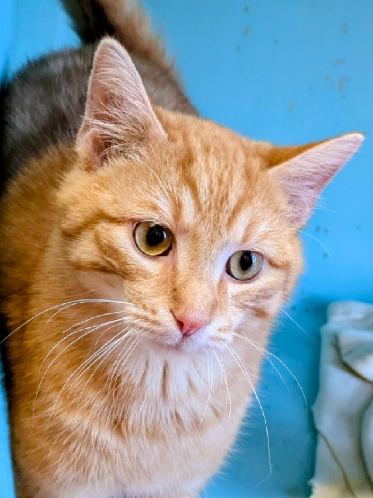 Flambi - Européen à adopter à Marennes (69) - Animaux.fr
