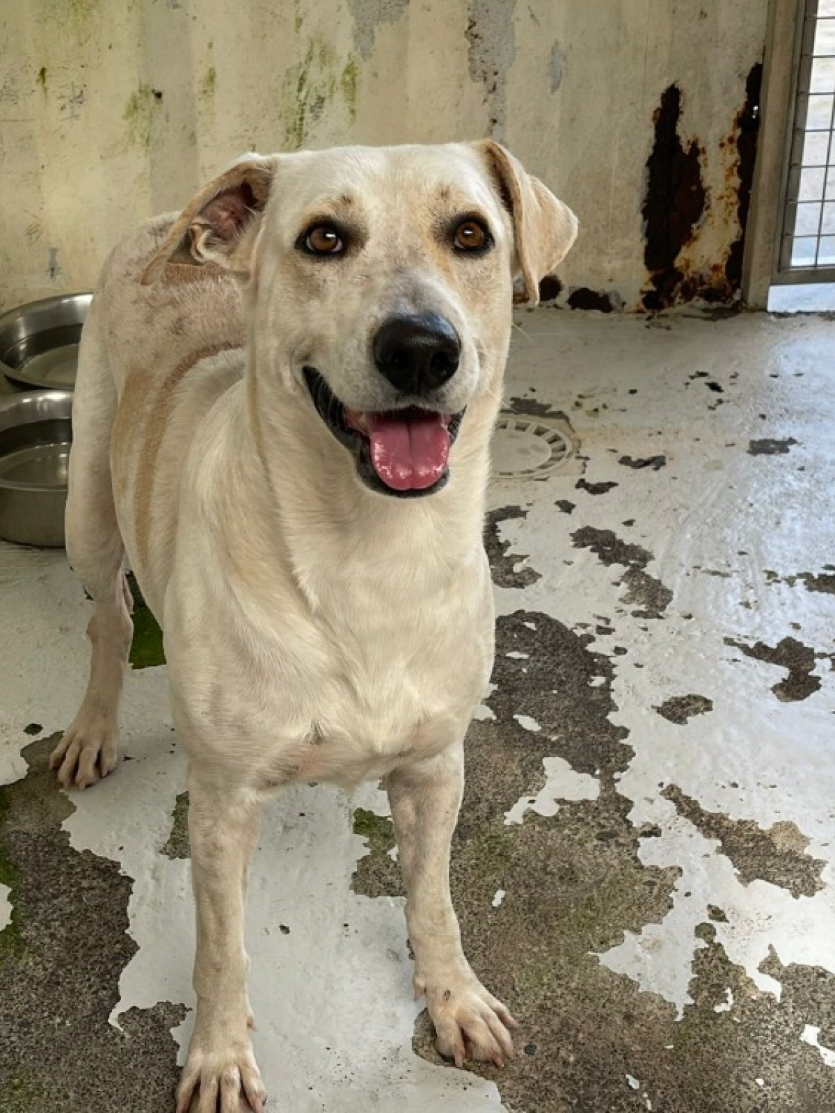 Shaba - Chien à adopter à Yvré-l’évêque (72) - Animaux.fr