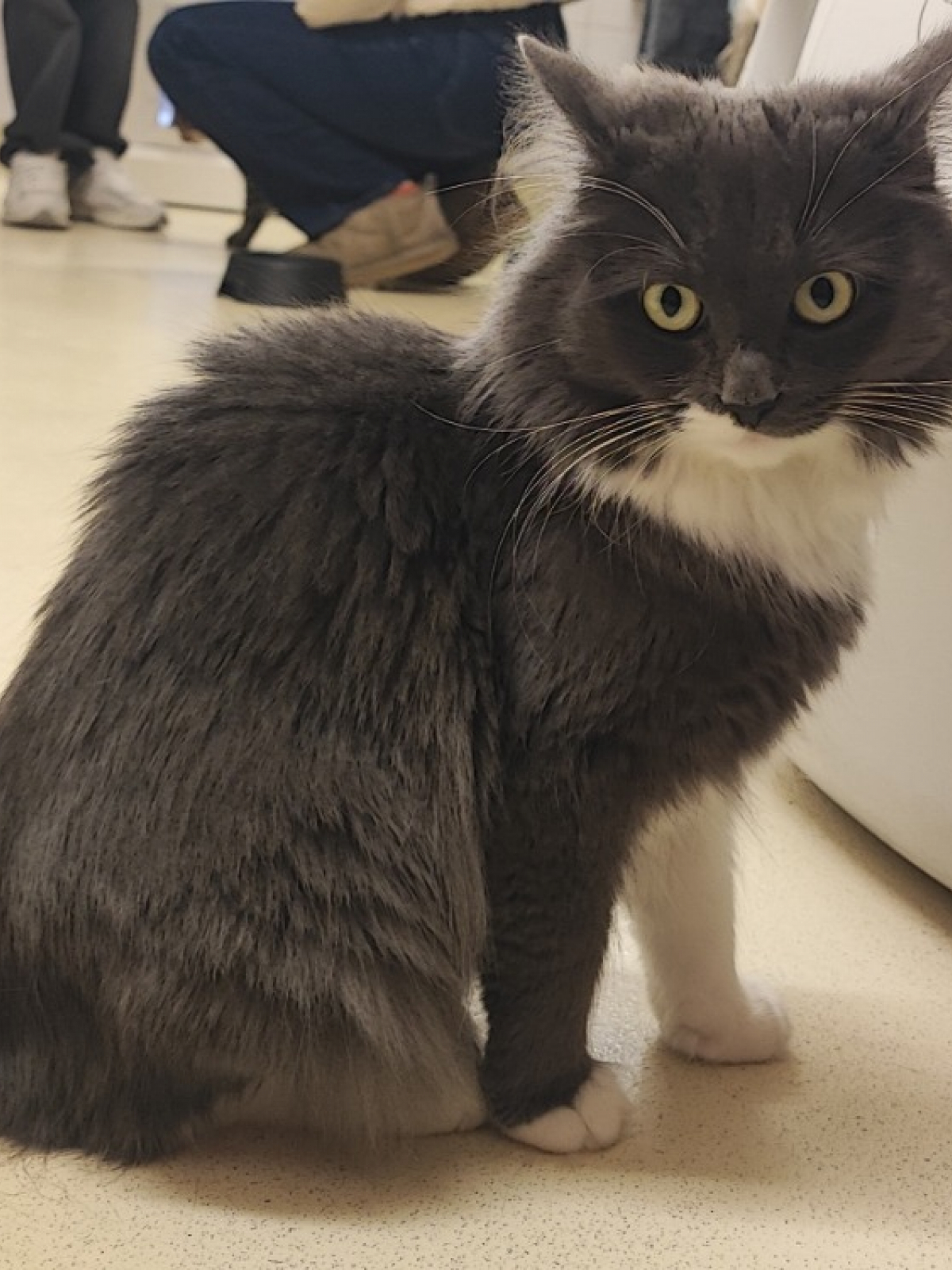 Manette ex - Européen à adopter à Plaisir (78) - Animaux.fr