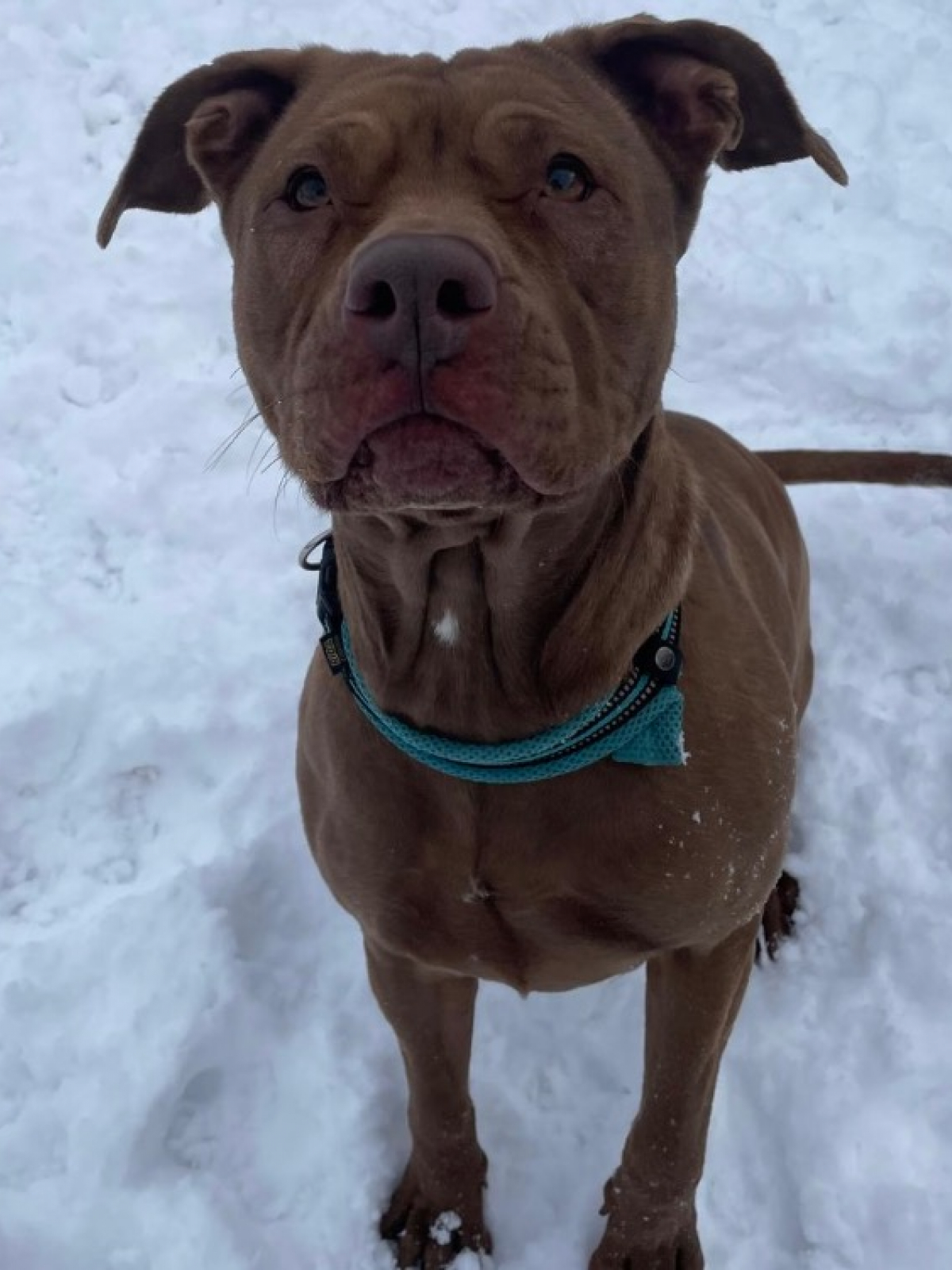 Miette - Chien à adopter à Plaisir (78) - Animaux.fr