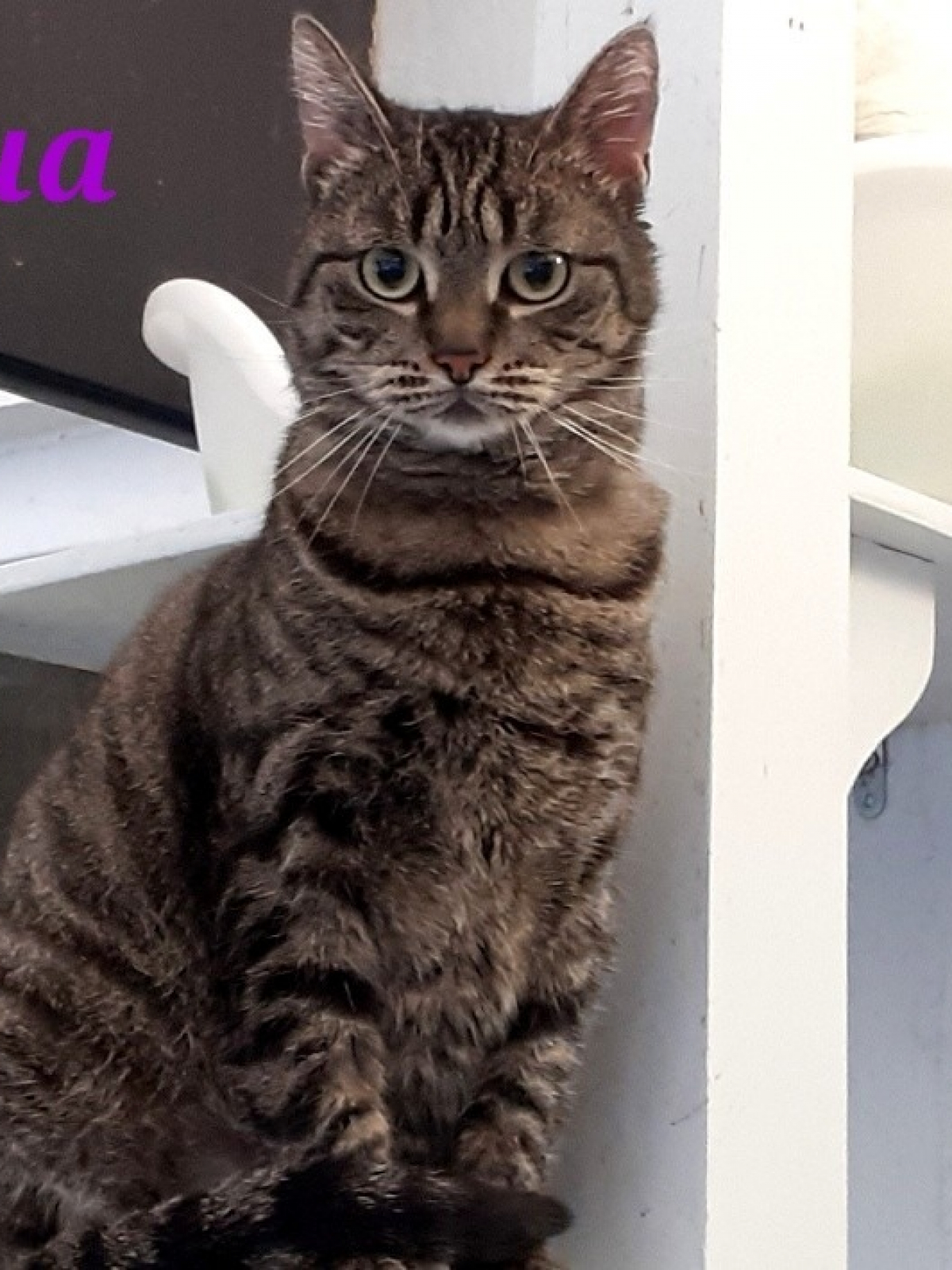 Mitsua - Européen à adopter à Poulainville (80) - Animaux.fr