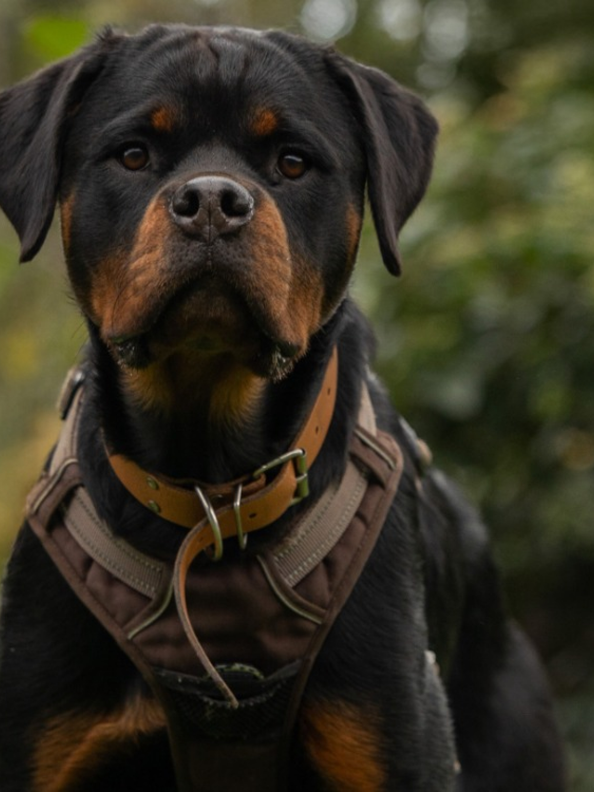 Awicky - Rottweiler à adopter à Rennes (35) - Animaux.fr
