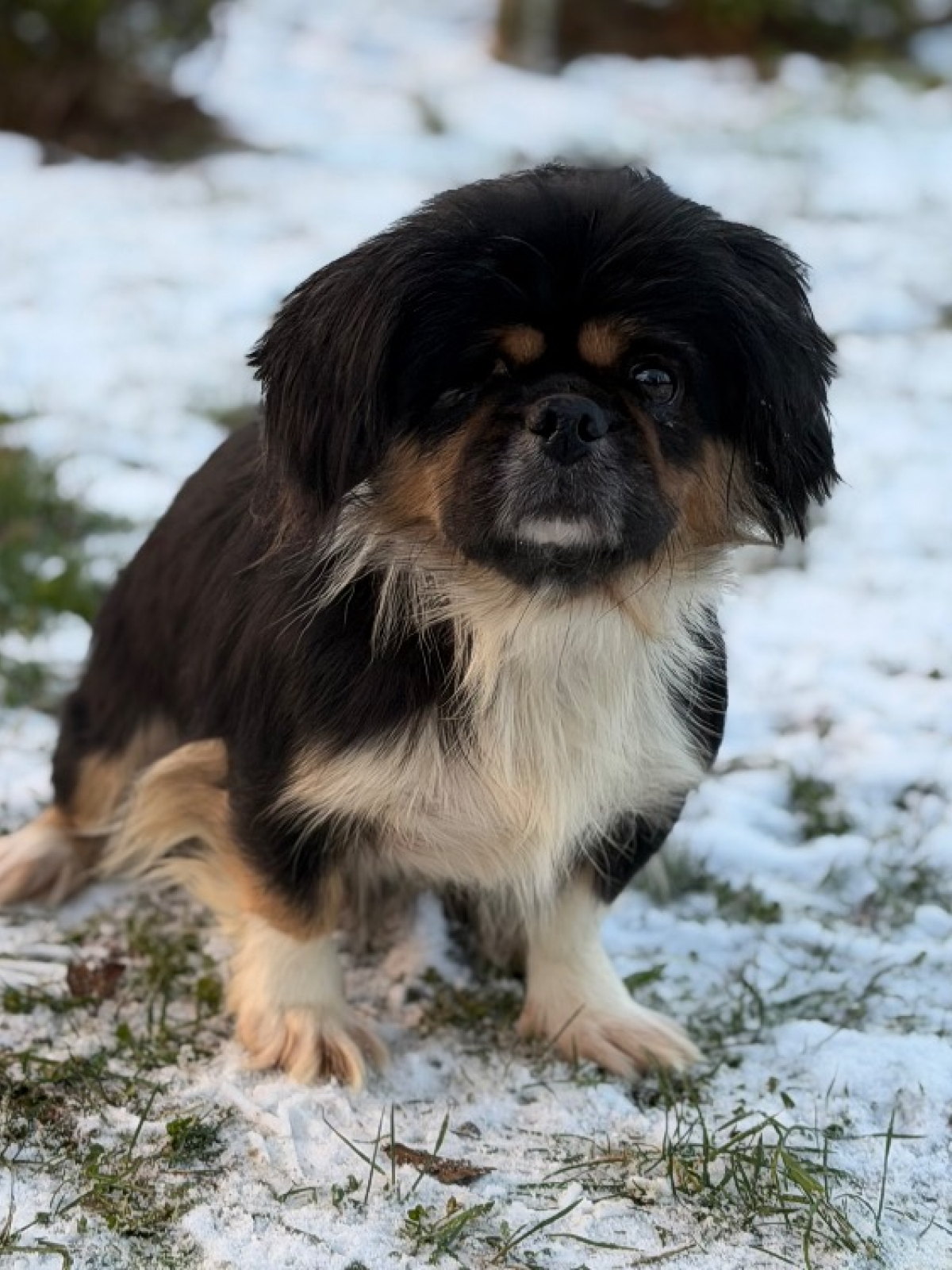 Riley - Pékinois à adopter à Compiègne (60) - Animaux.fr