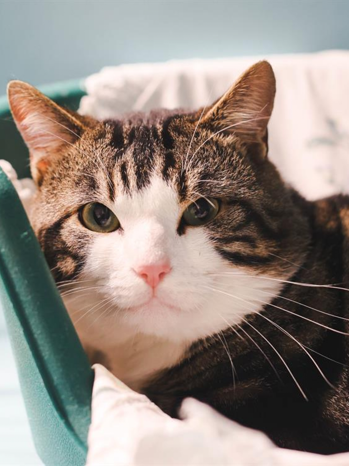 Minou saphir - Européen à adopter à Gennevilliers (92) - Animaux.fr