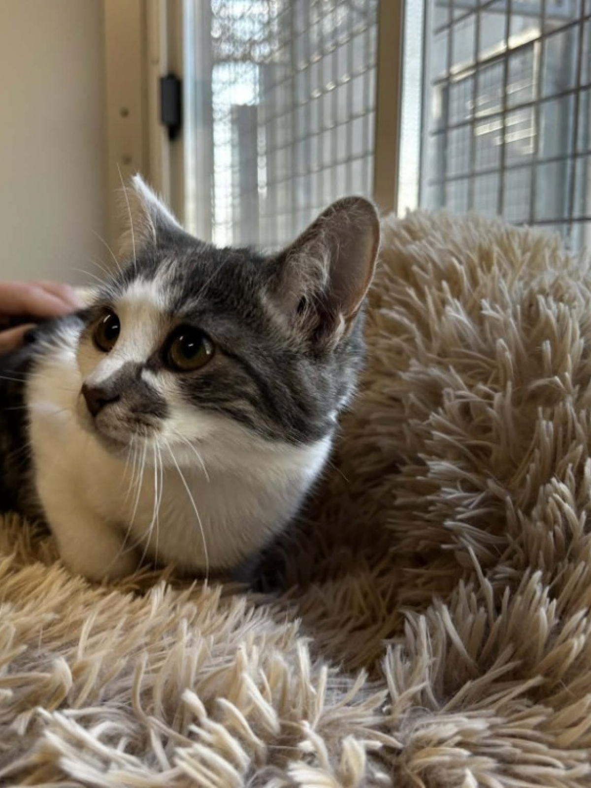Quinoa - Européen à adopter à Cabourg (14) - Animaux.fr
