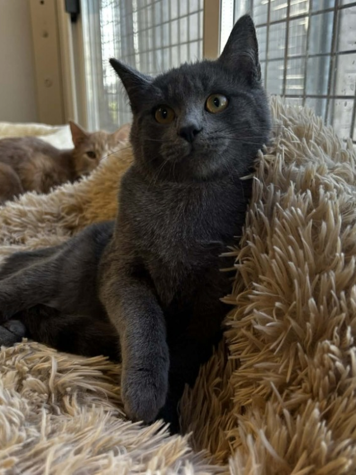 Yuzu - Européen à adopter à Cabourg (14) - Animaux.fr