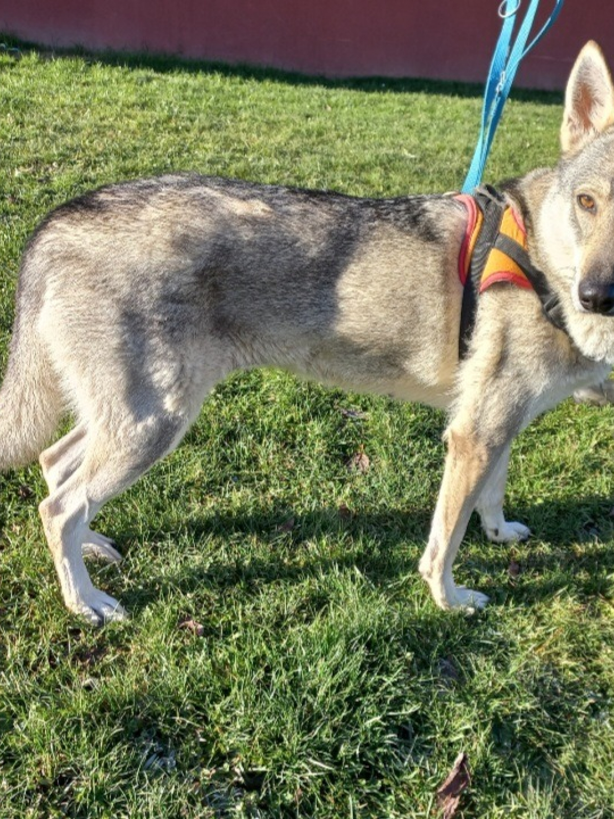 Oxy - Chien à adopter à Tilloy-lès-Mofflaines (62) - Animaux.fr