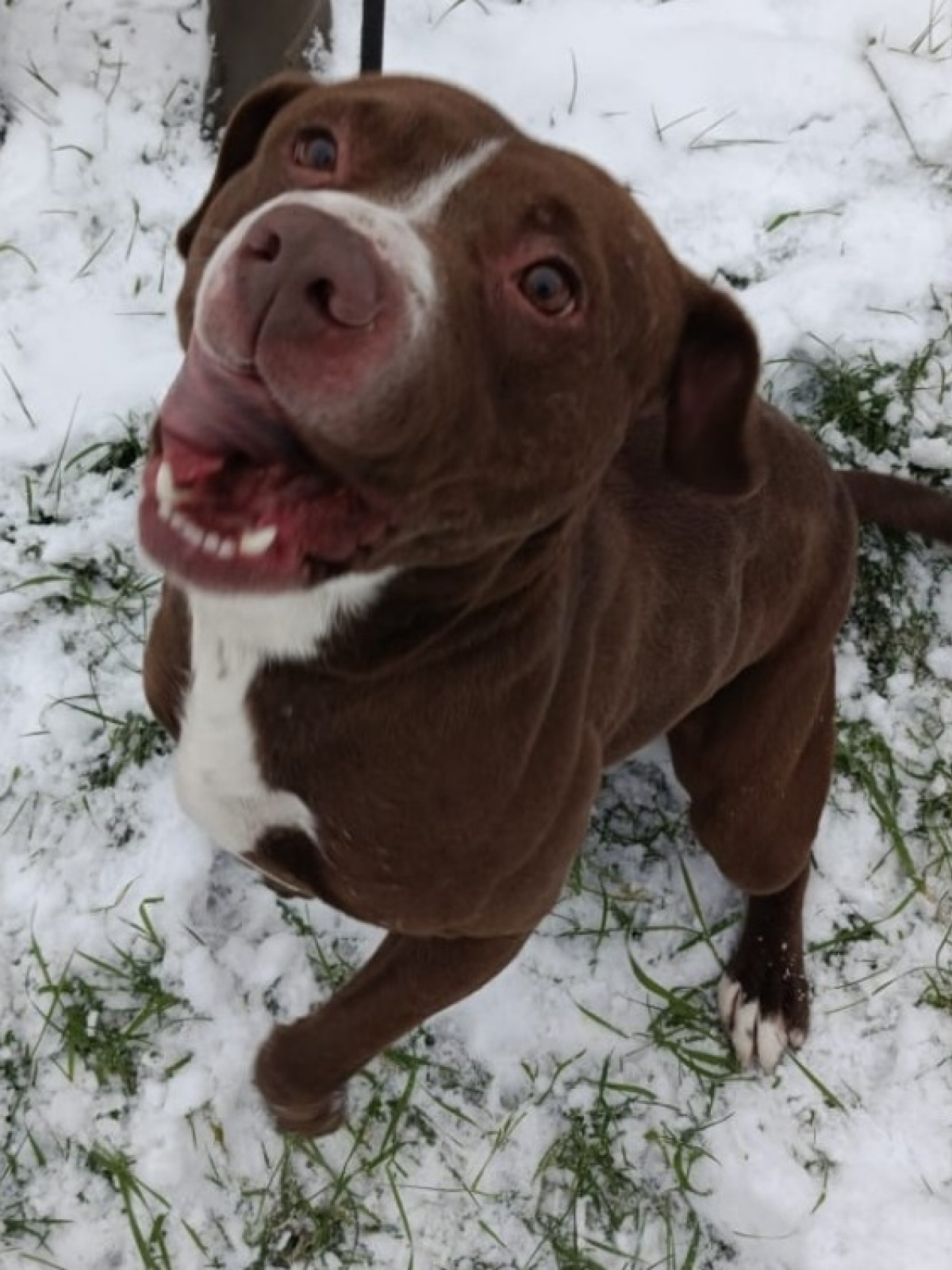 Bueno - Chien à adopter à Arry (57) - Animaux.fr