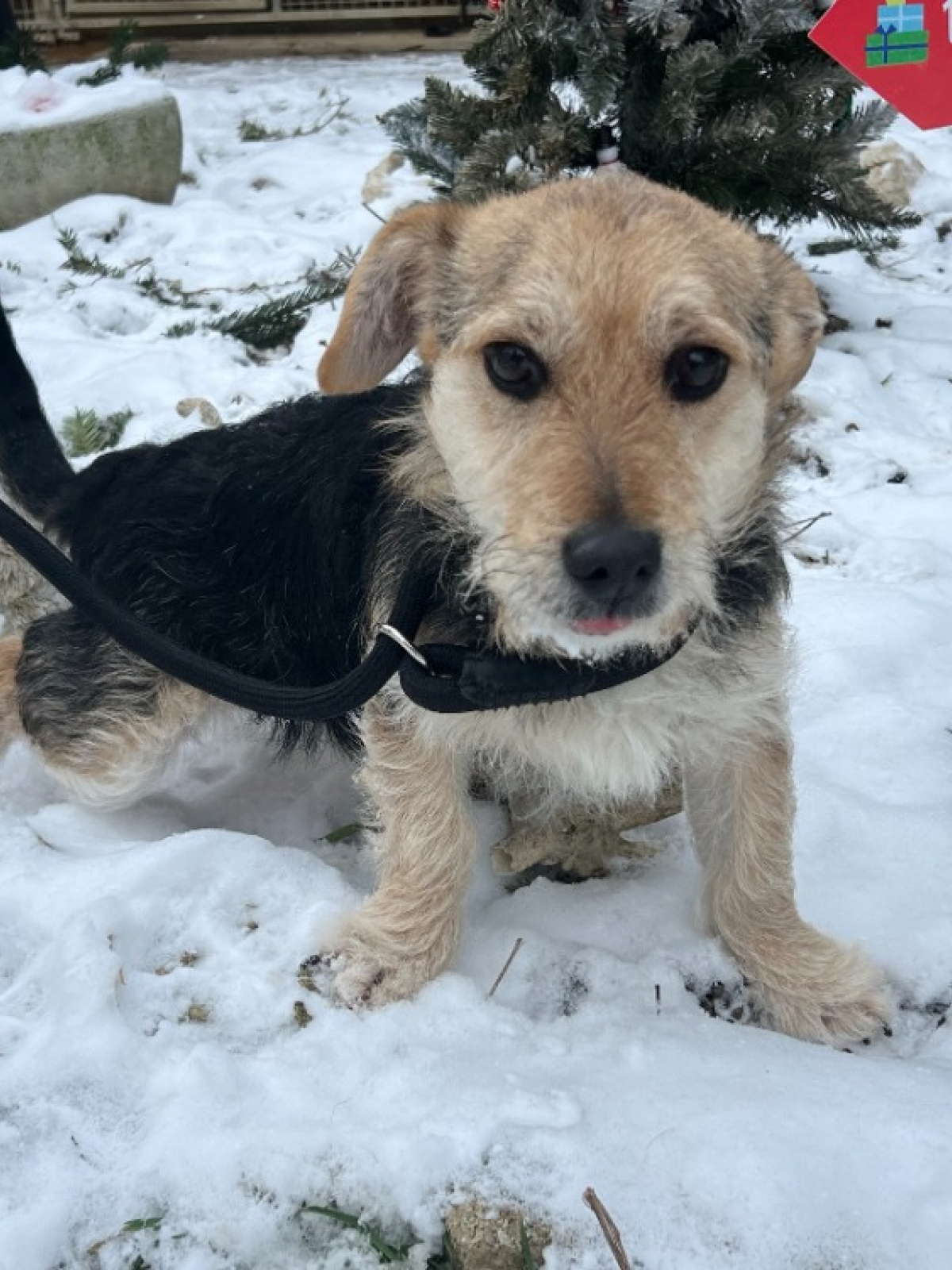 Youri - Ratier pragois à adopter à Arry (57) - Animaux.fr