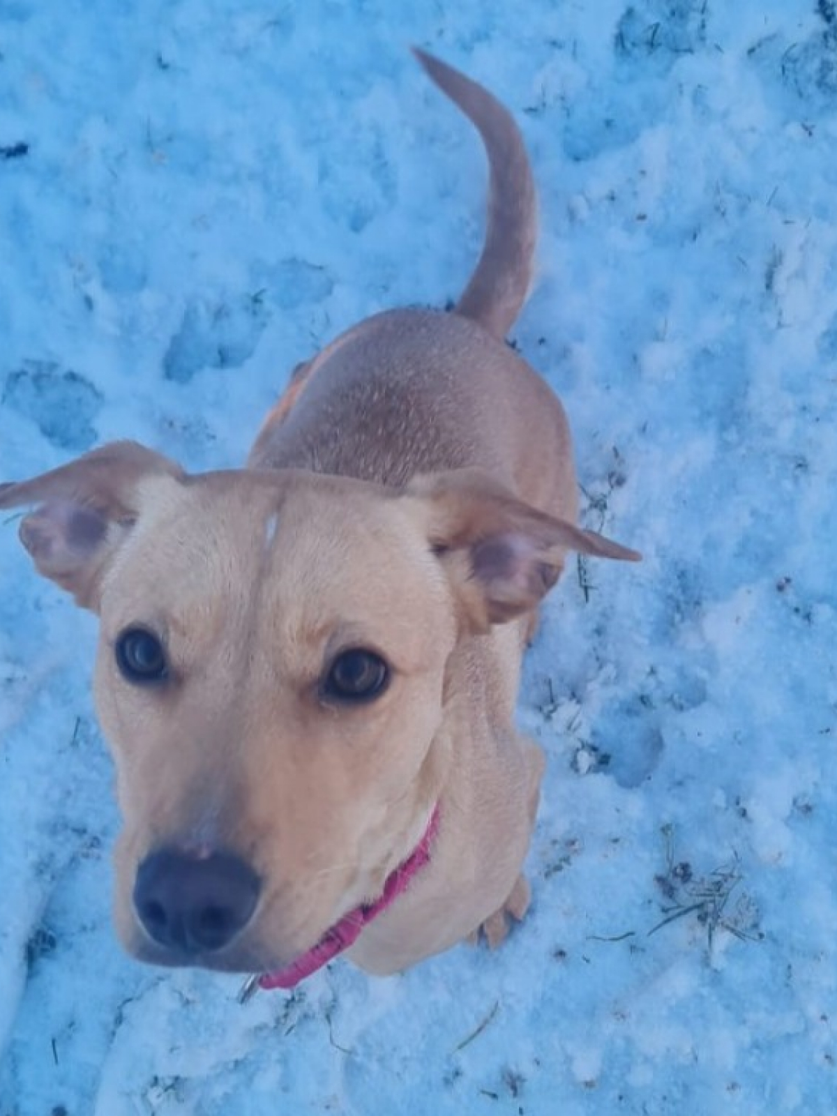 Peachy - Chien à adopter à Rennes (35) - Animaux.fr