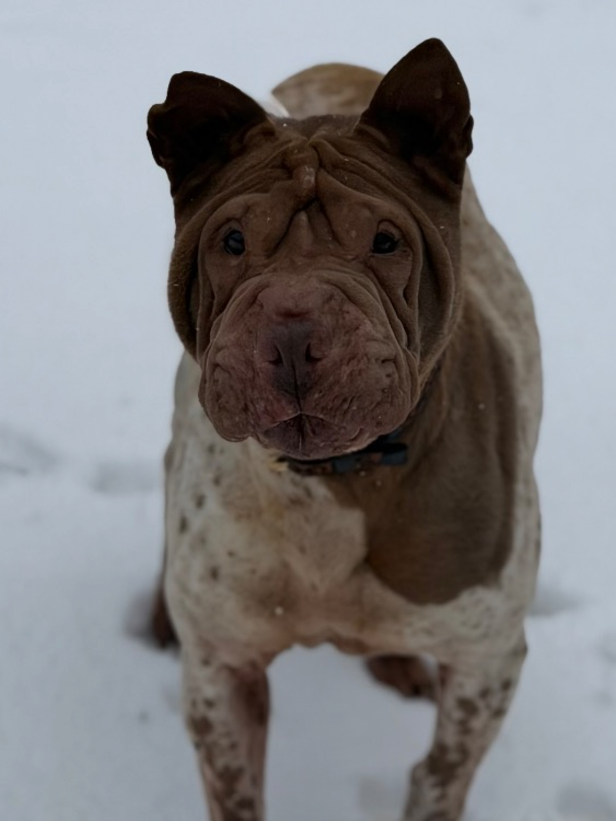 Nutella - Chien à adopter à Compiègne (60) - Animaux.fr