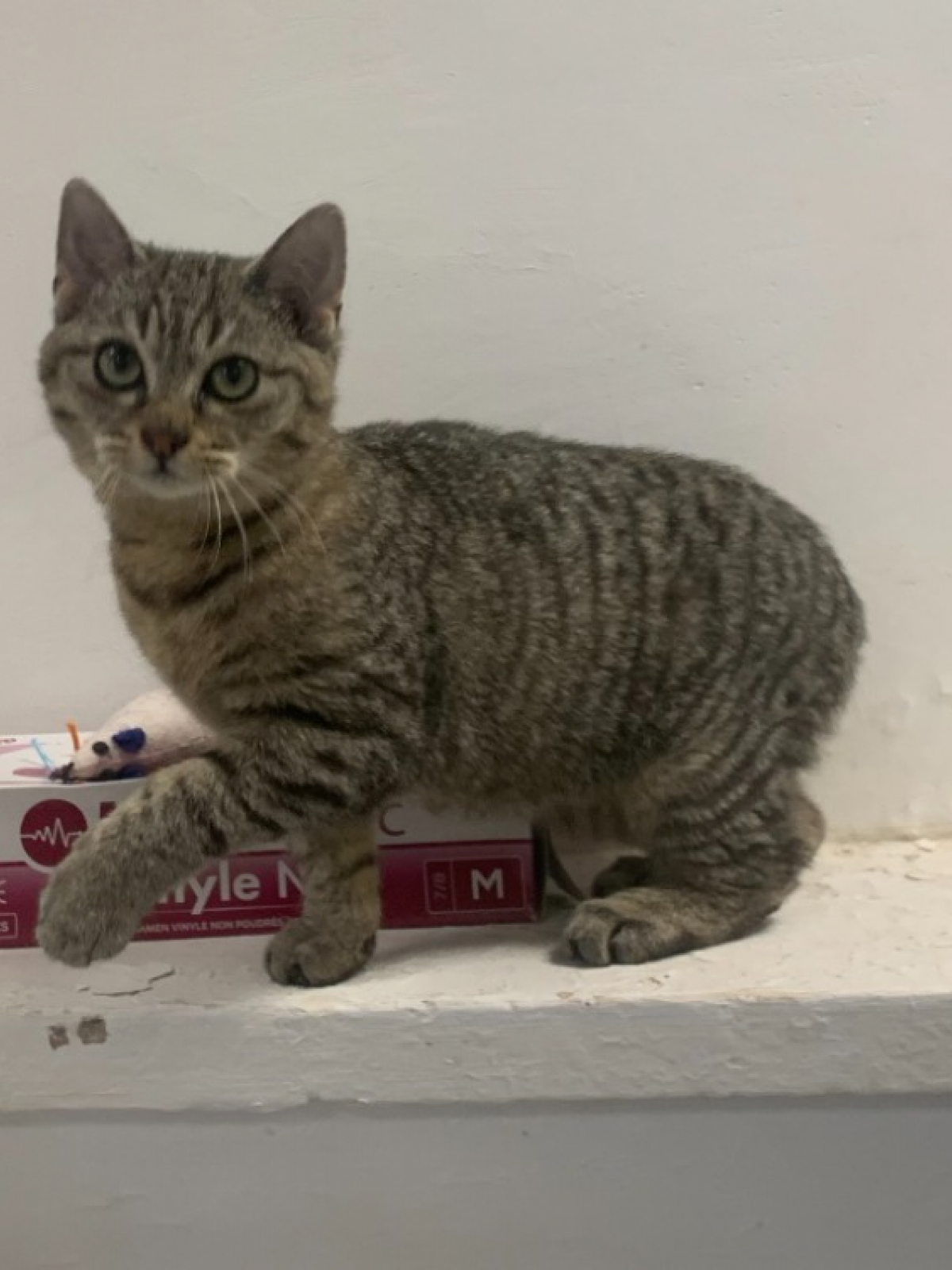 Zena - Européen à adopter à Arry (57) - Animaux.fr