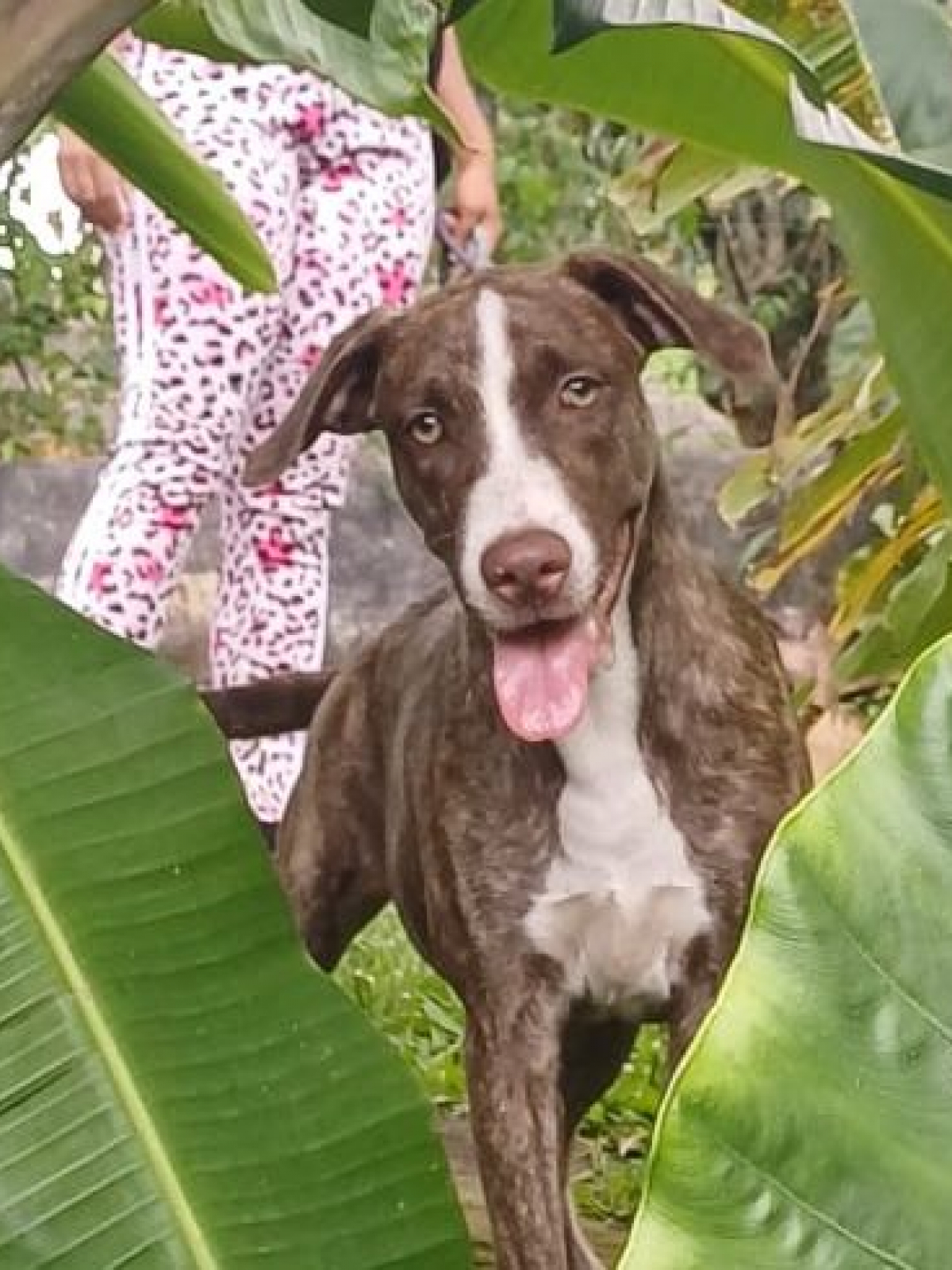 CANDY, chiot femelle Berger Créole - Chien à adopter - Animaux.fr