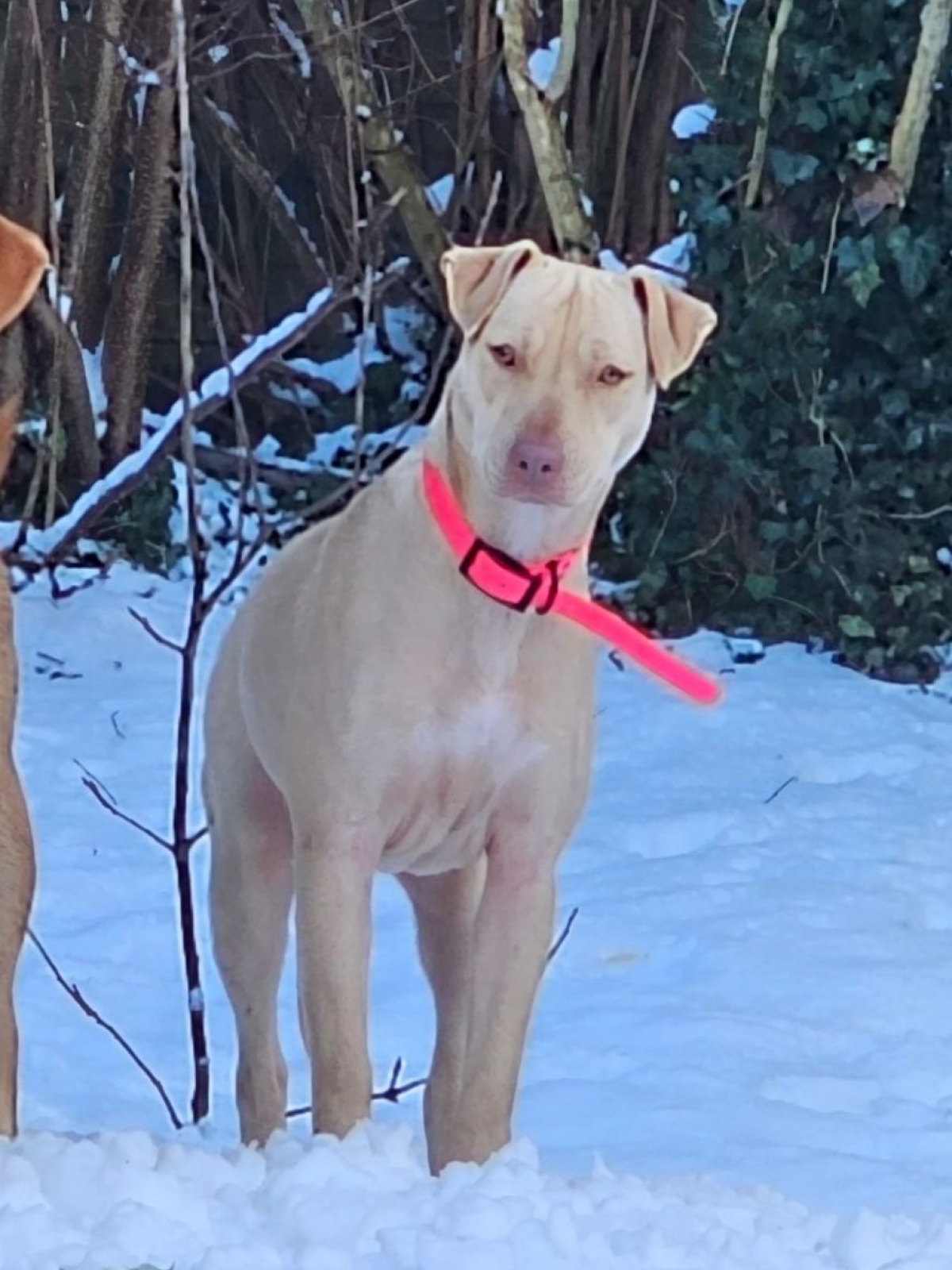 PHOENIX Croisée Labrador Femelle junior - Chien à adopter à Montville ...