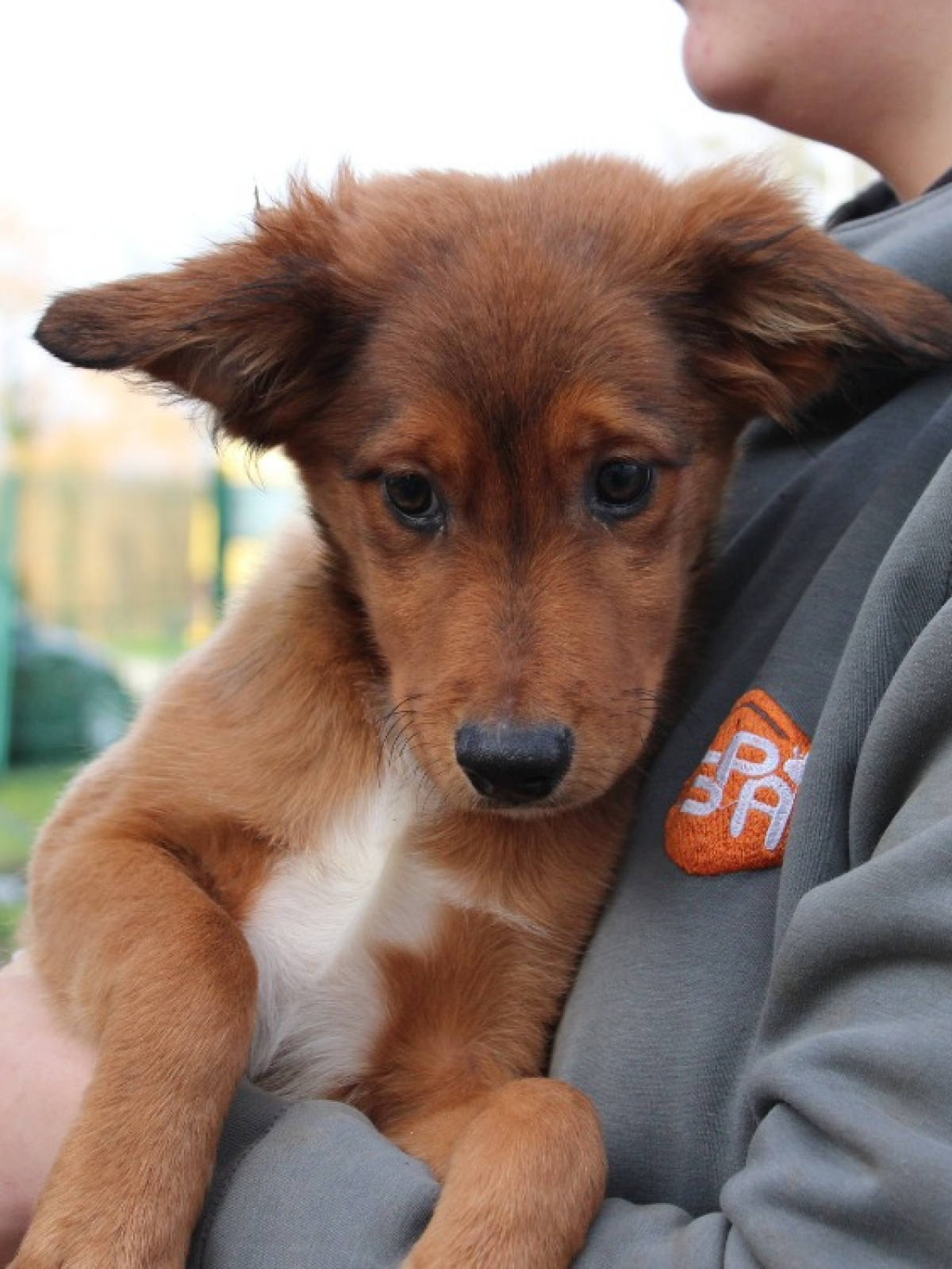 Cujo - Chien à adopter à Cabourg (14) - Animaux.fr