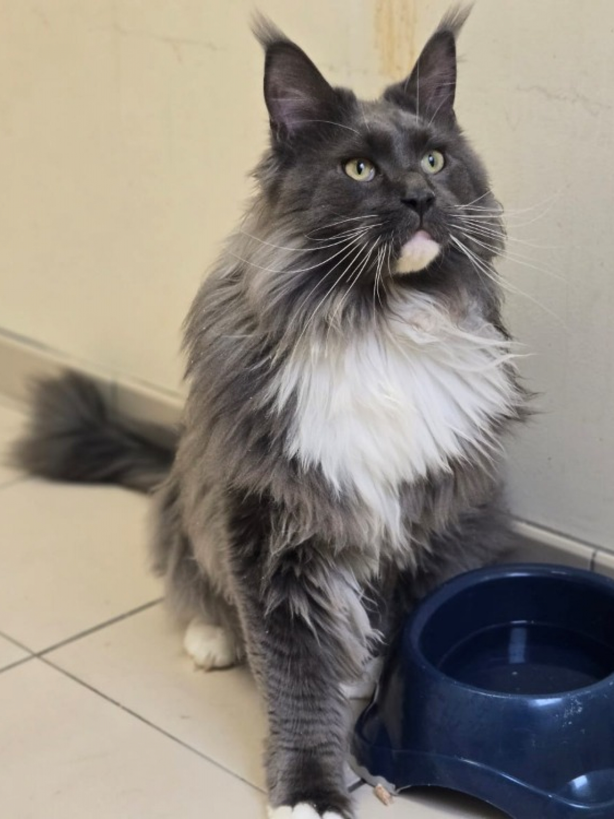 Wilo - Chat à adopter à Brugheas (03) - Animaux.fr