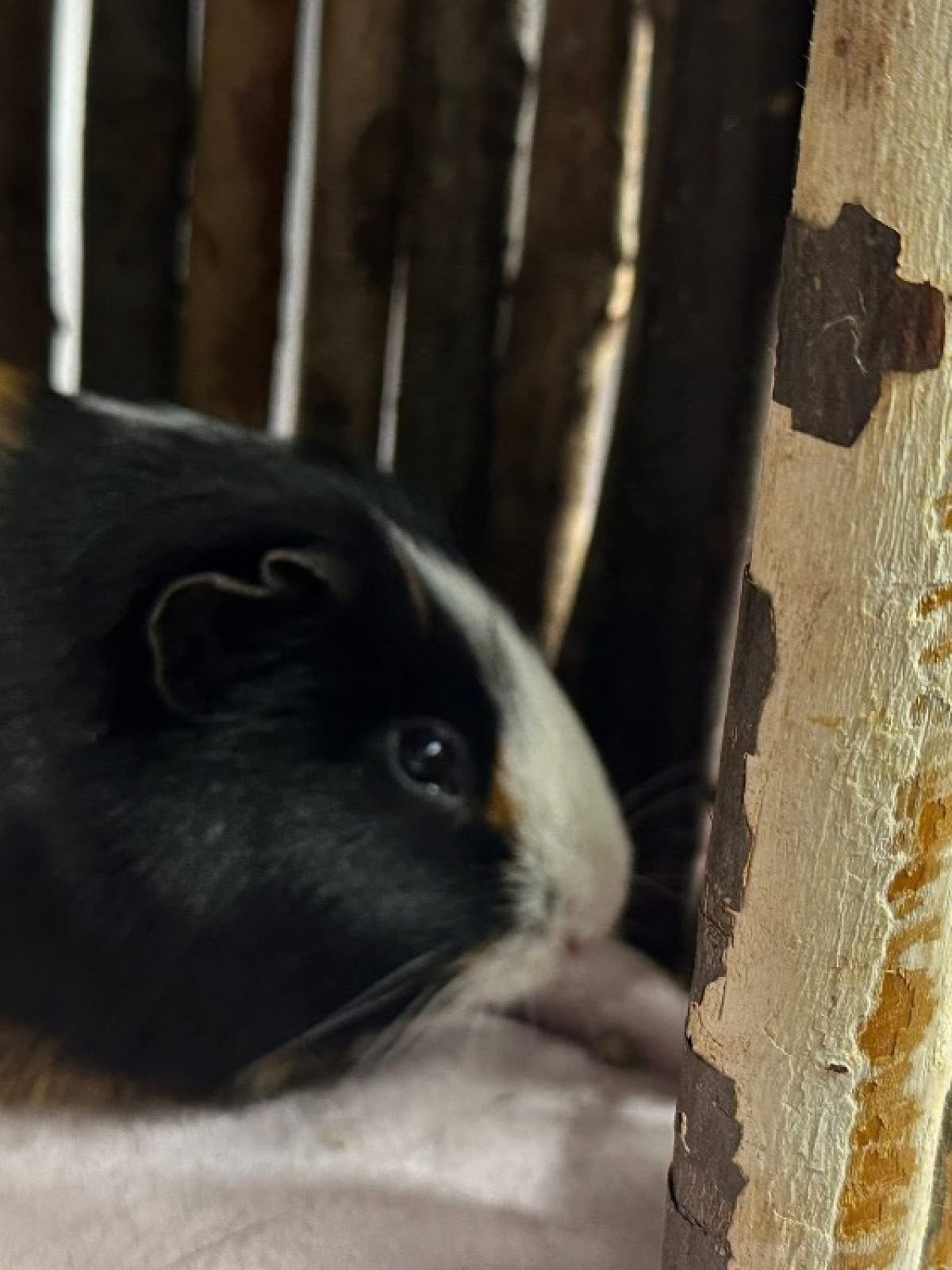 A_nommer - Cobaye à adopter à Saint-omer (62) - Animaux.fr