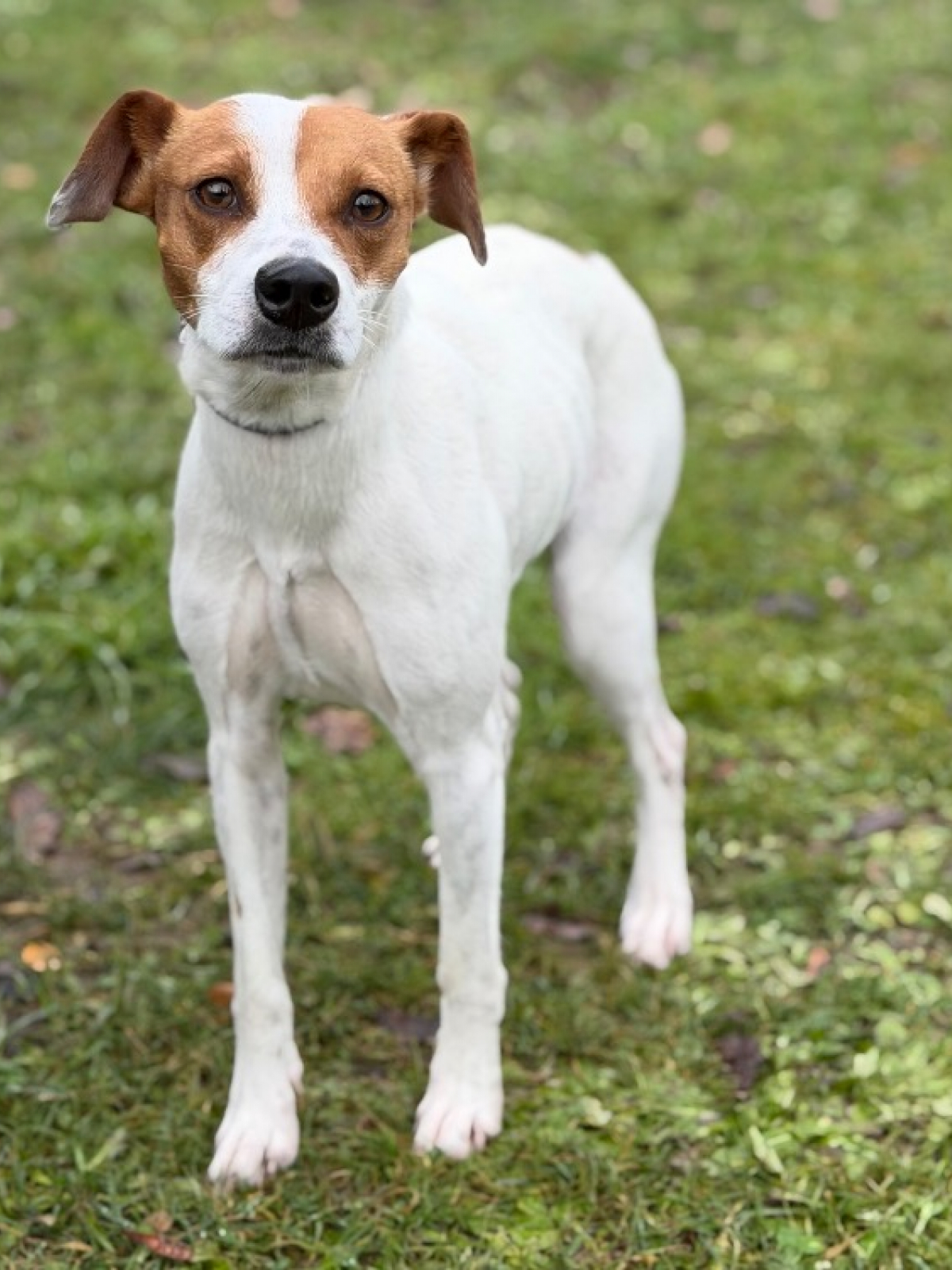 Nephtys - Chien à adopter à Compiègne (60) - Animaux.fr