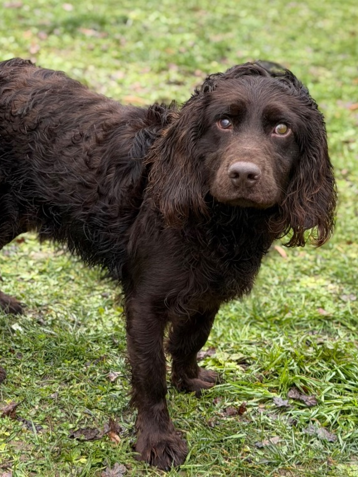 Jessie - Chien à adopter à Compiègne (60) - Animaux.fr