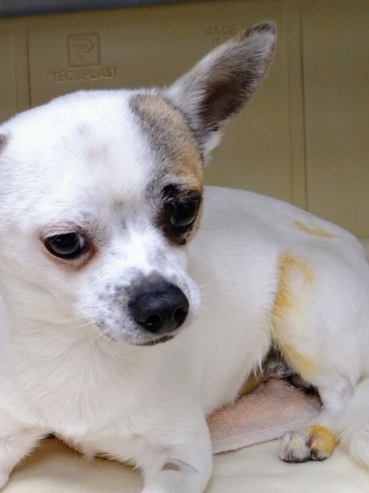 Vodka - Chihuahua à adopter à Rennes (35) - Animaux.fr
