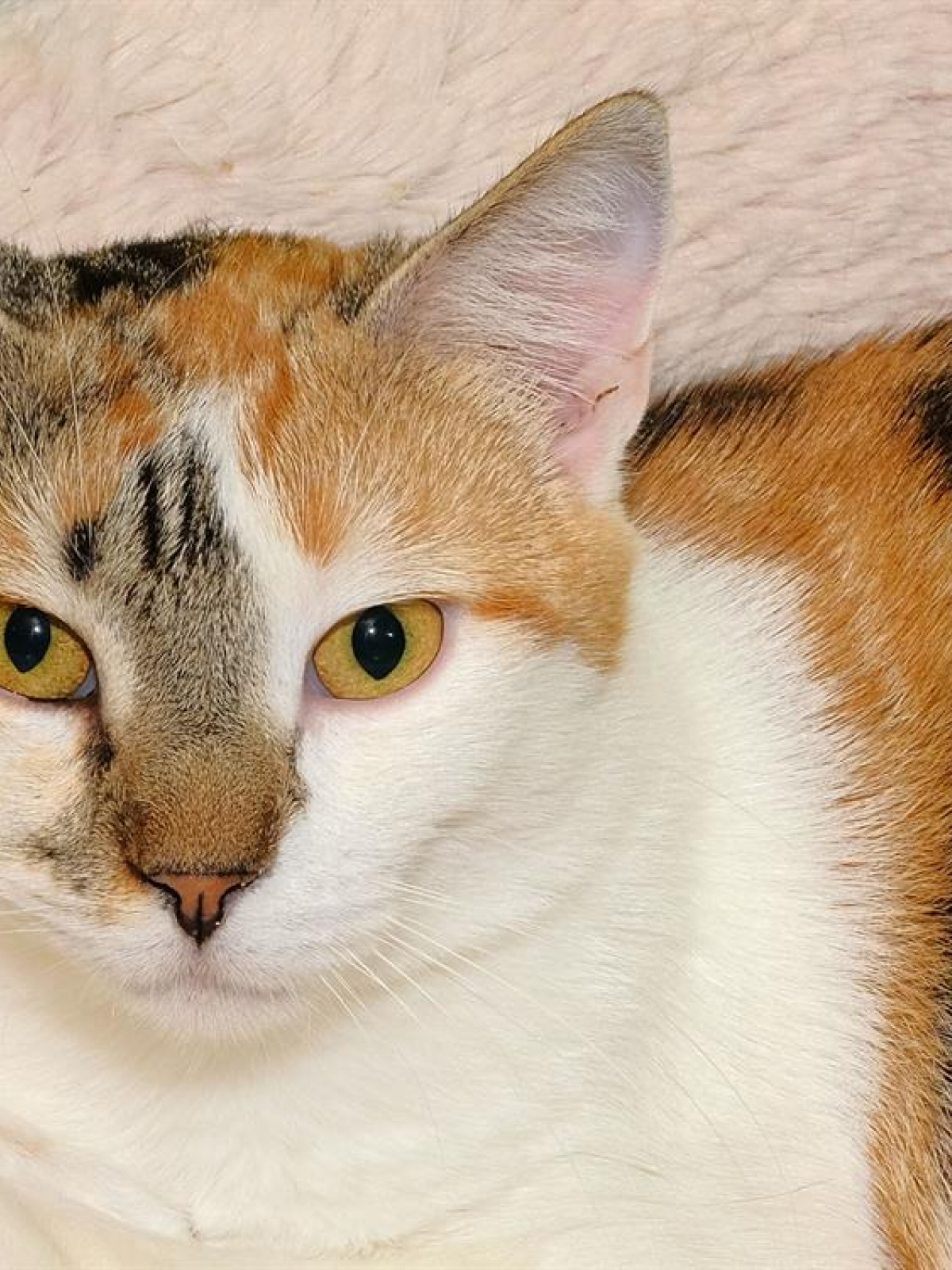 Chanel - Européen à adopter à Orgeval (78) - Animaux.fr